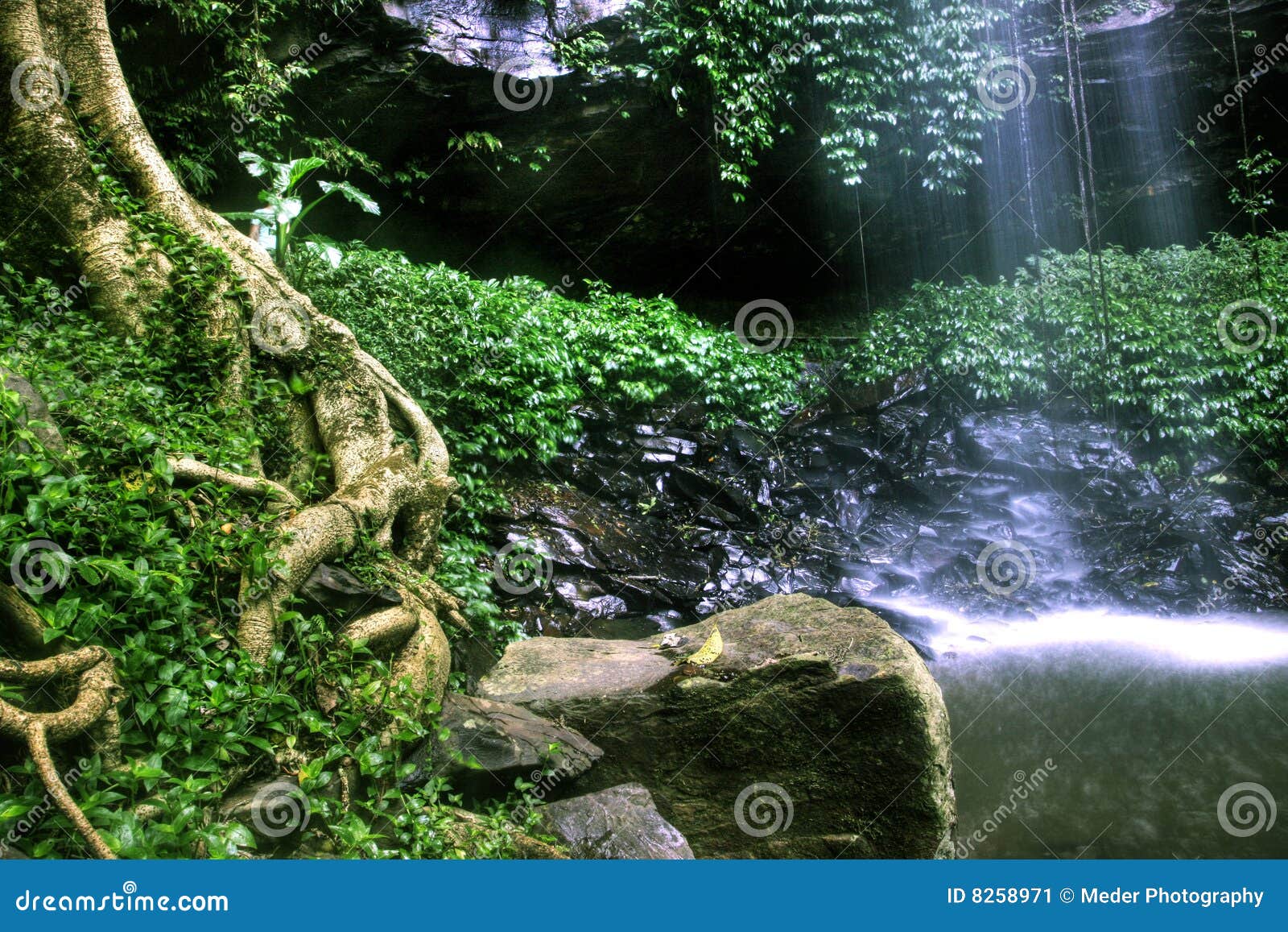 Healthy Rainforest in Dorigo Stock Image - Image of life, ecosystem ...