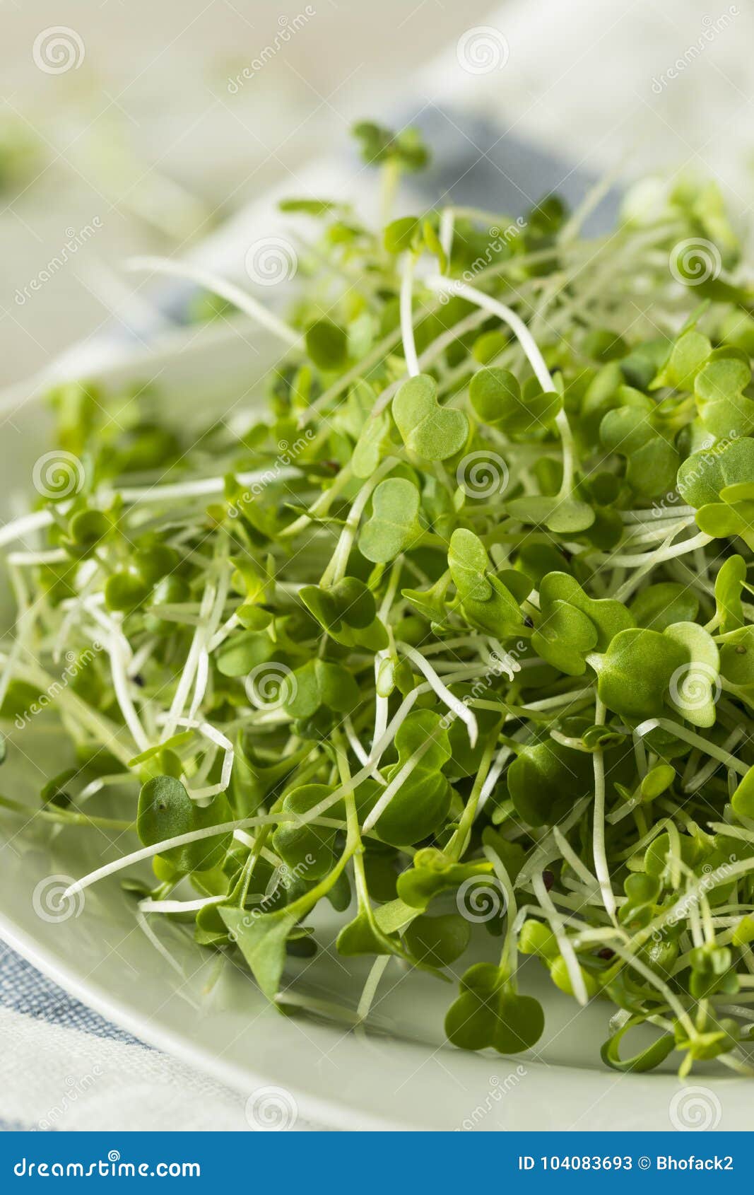 Healthy Raw Organic Microgreens Stock Image - Image of germinate ...