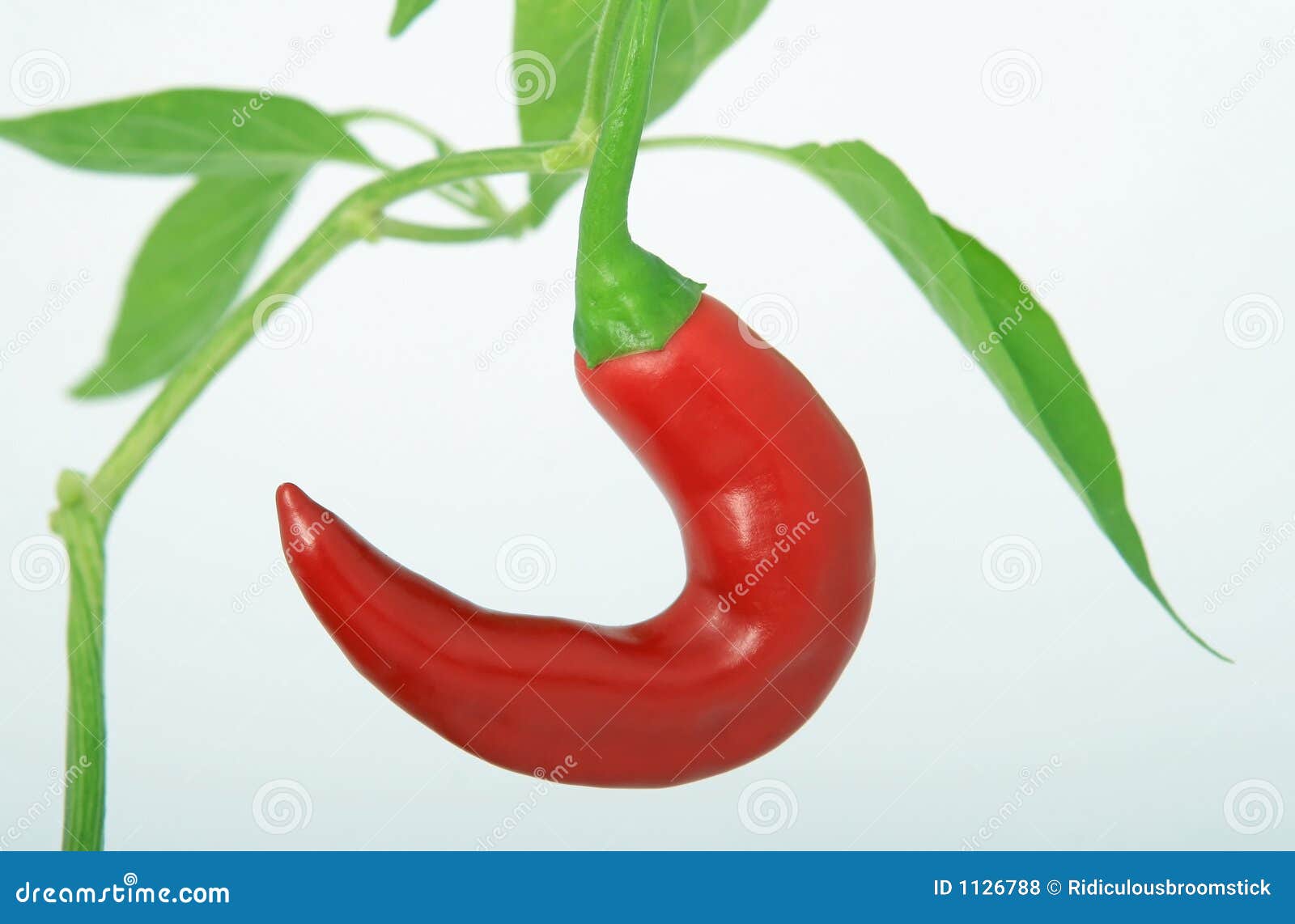 Healthy Red Chilli Pepper Food, with Stalk Stock Photo - Image of ...