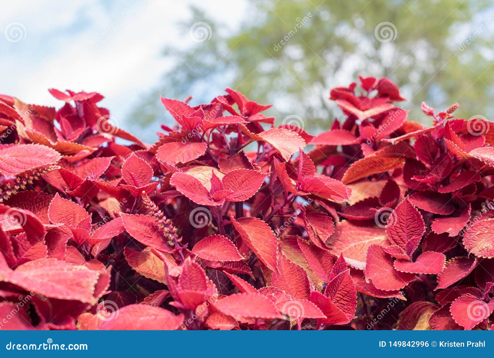 Healthy Red Coleus Plants Growing in Springtime Stock Photo - Image of ...