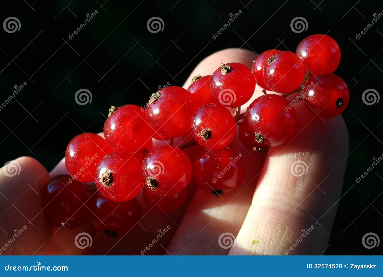 Healthy Red Currant (Ribes Rubrum) Fruit Held in H Stock Photo - Image ...