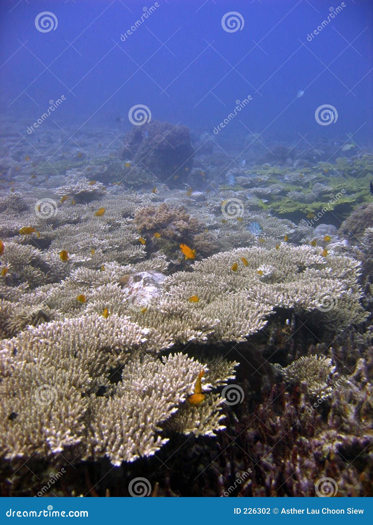 Healthy Reef stock photo. Image of blue, animal, saltwater - 226302
