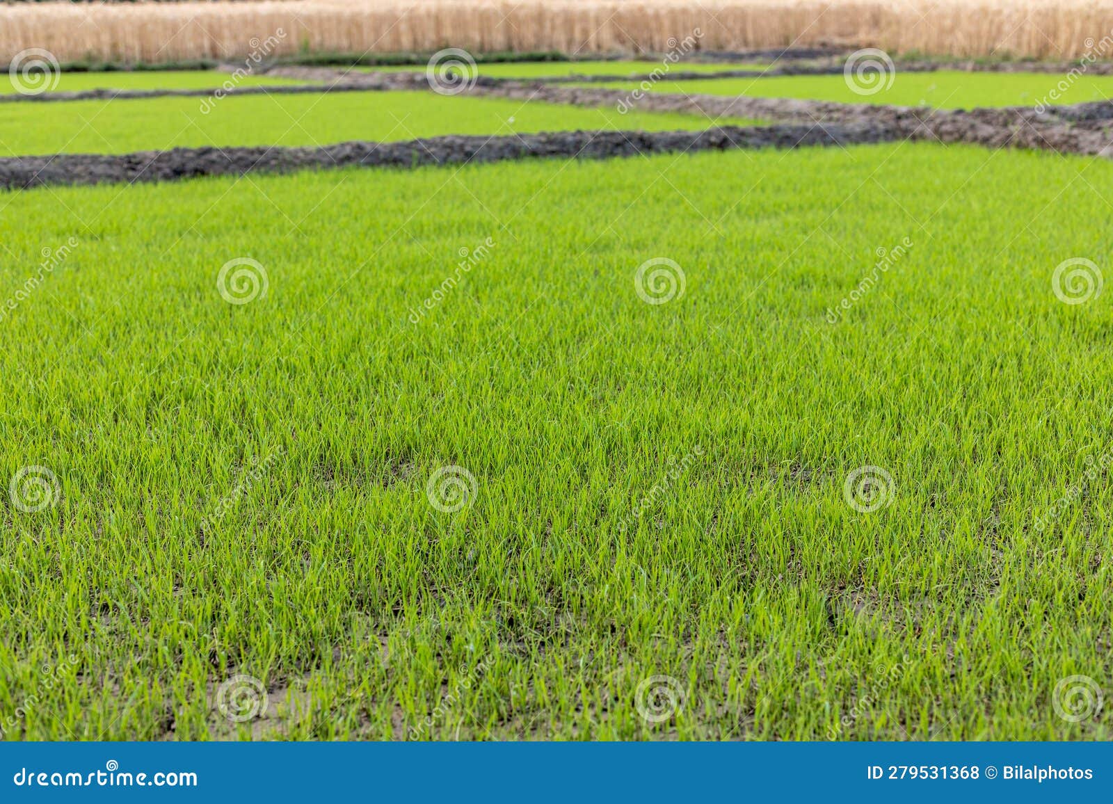 Healthy Rice Seedlings in the Field Stock Photo - Image of green, field ...
