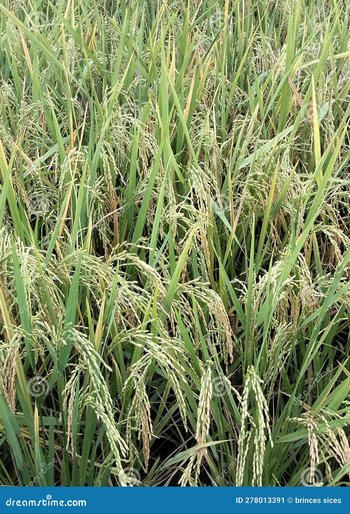 Healthy Rice Will Surely Bow Stock Image - Image of surely, rice: 278013391