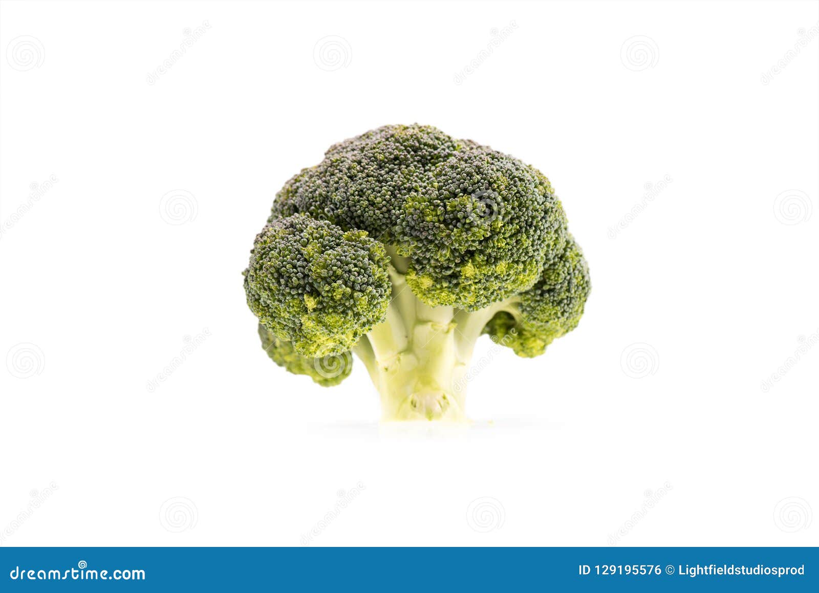 Healthy Ripe Broccoli Branch Isolated Stock Photo - Image of kitchen ...