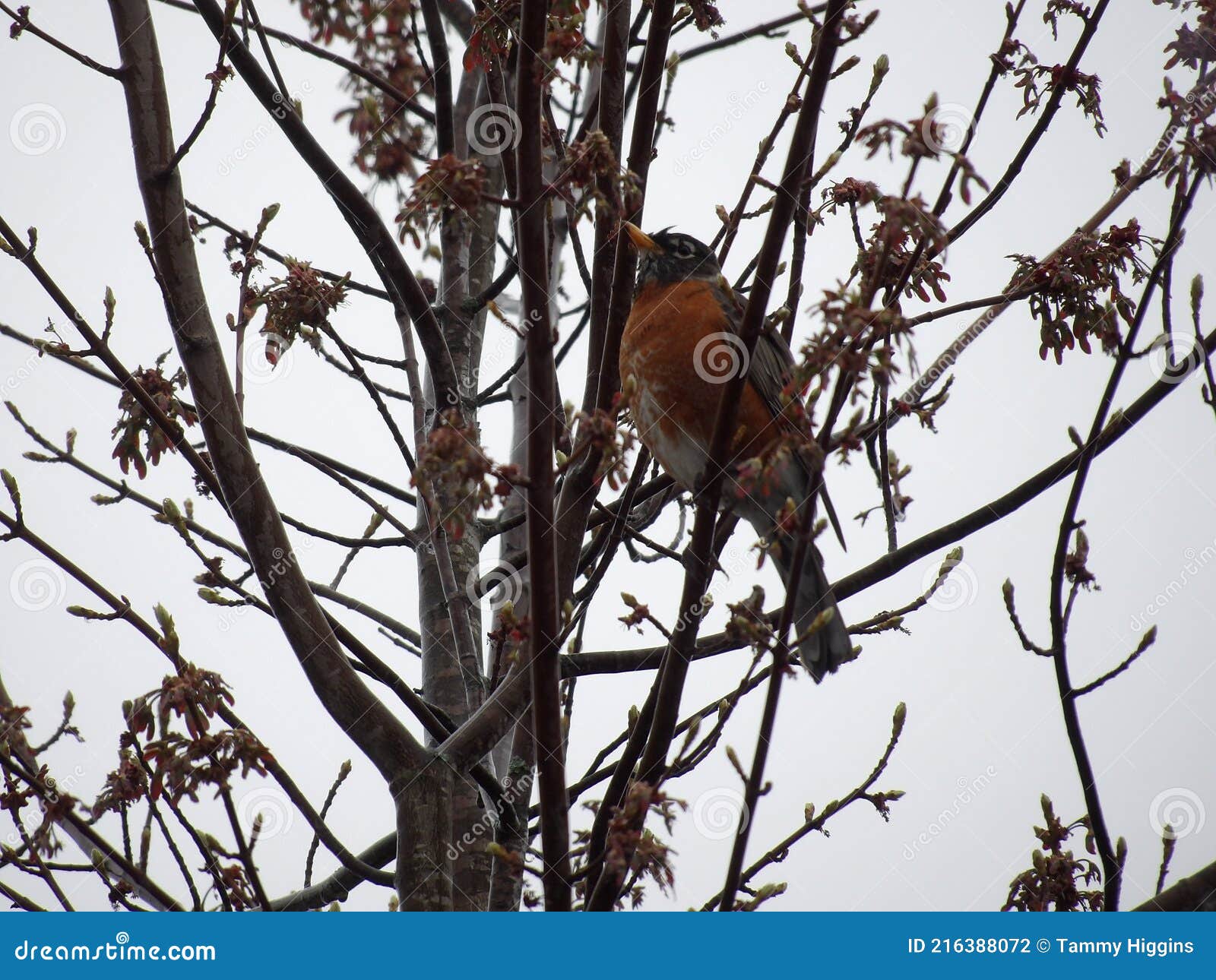 Robin In A Tree Royalty-Free Stock Photo | CartoonDealer.com #124375629