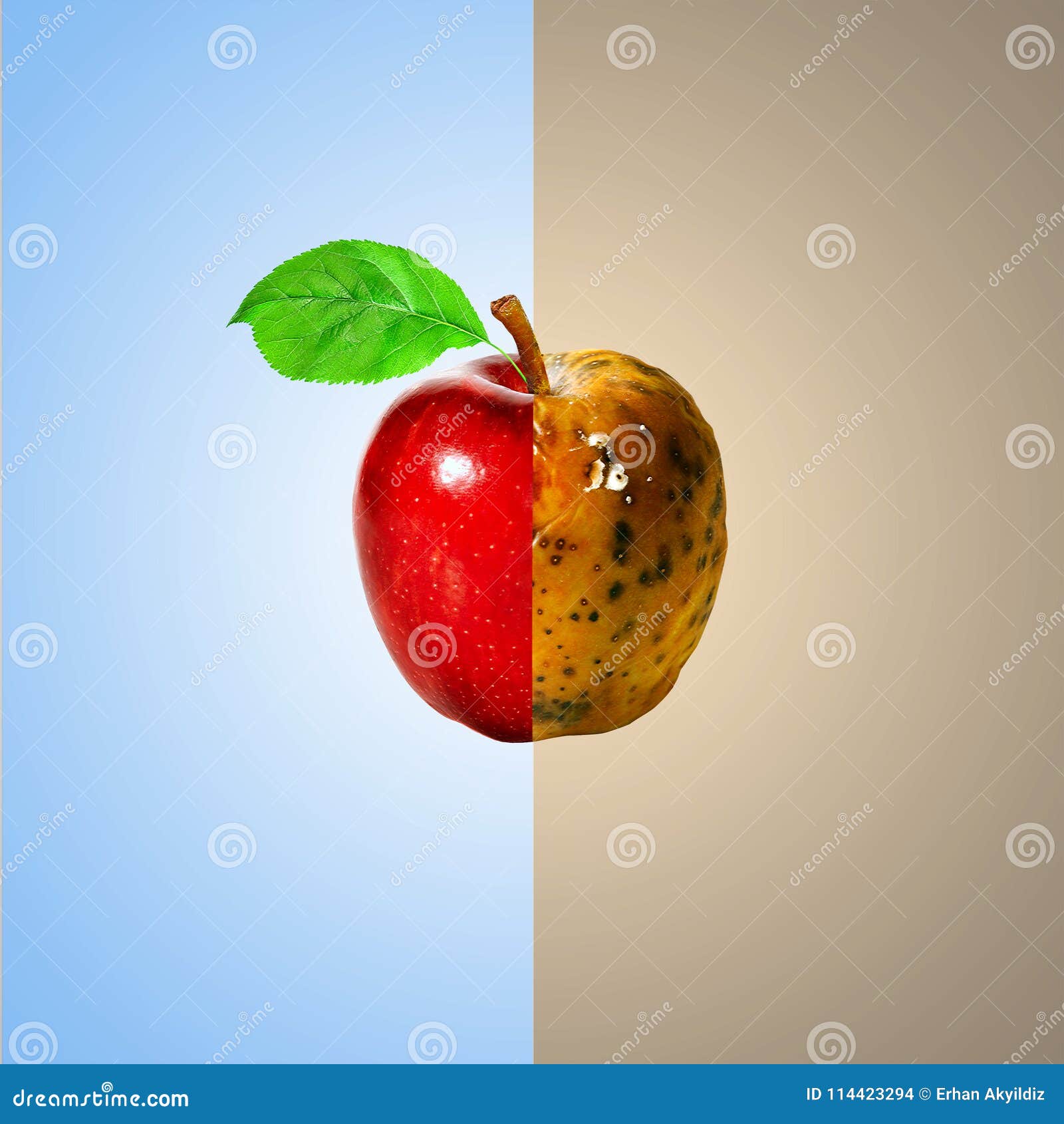 Healthy and Rotten Apple stock photo. Image of food - 114423294