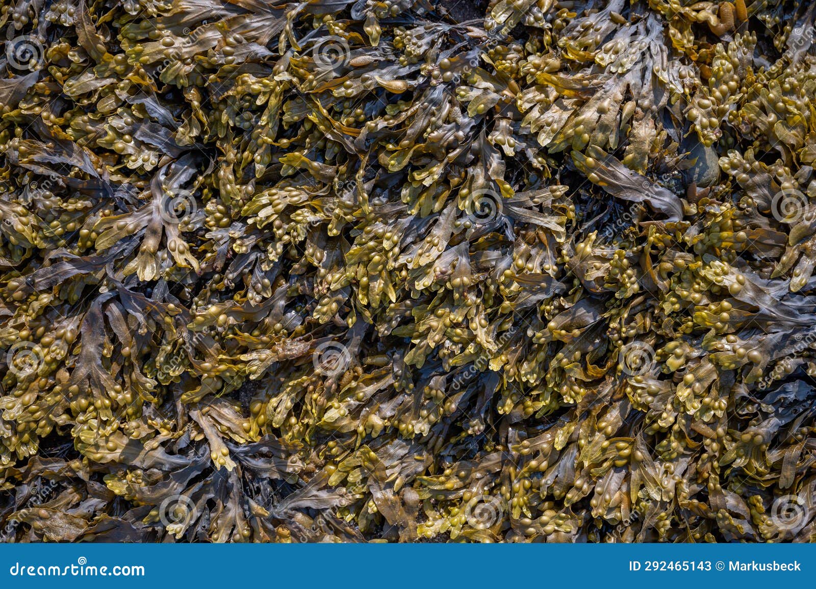 Healthy Seaweed Leaves Lying at the Beach Background Stock Image ...