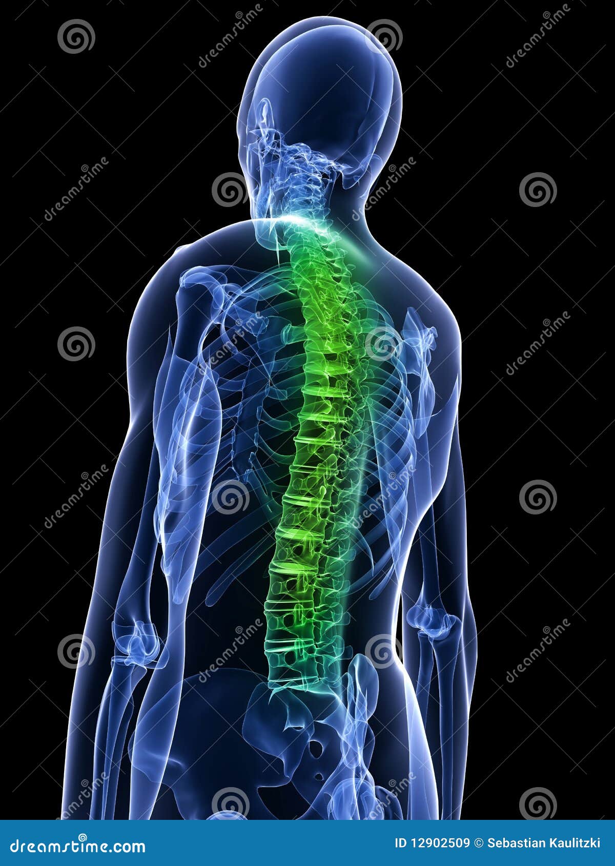 Healthy spine stock illustration. Illustration of body - 12902509