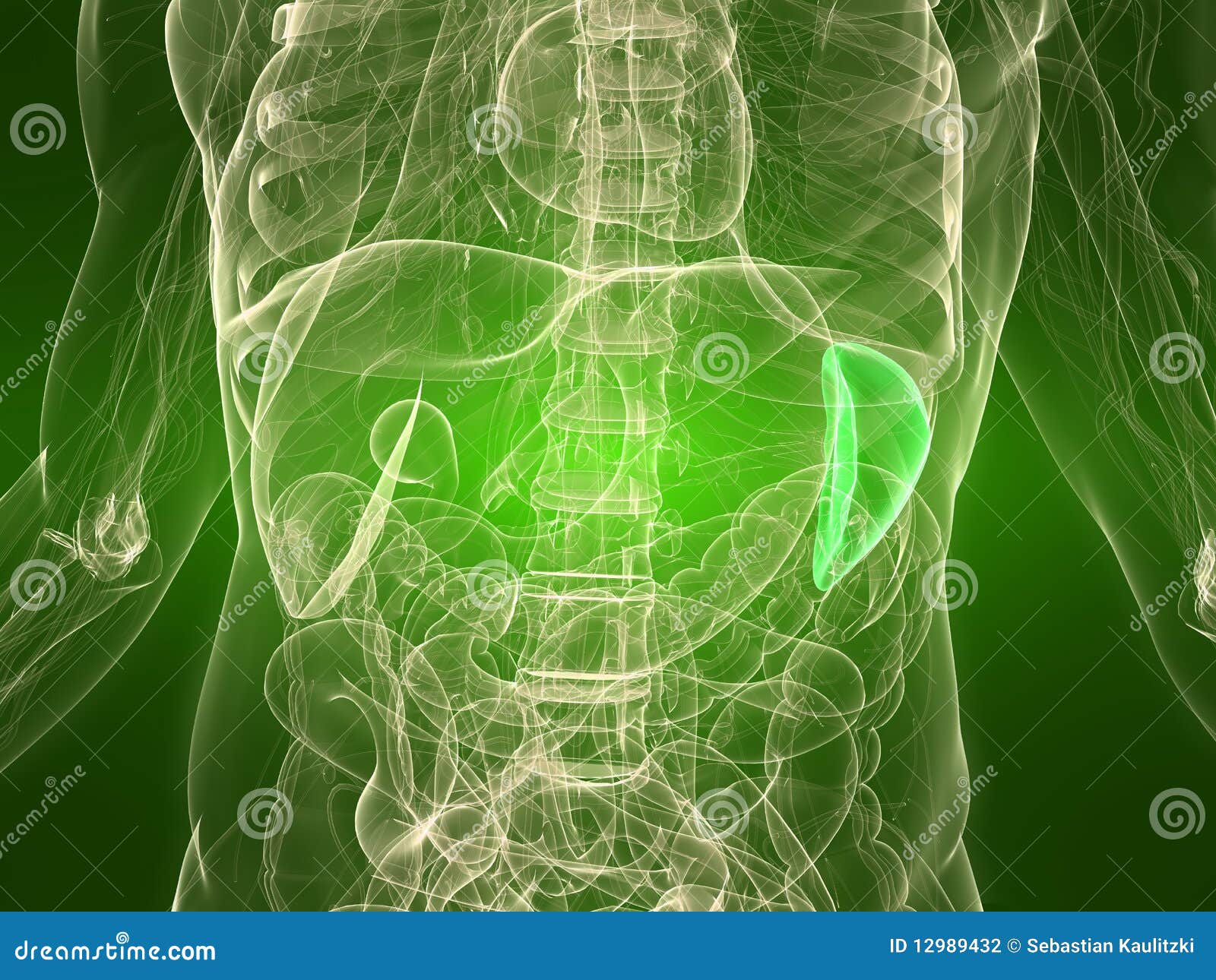 Healthy spleen stock illustration. Illustration of healing - 12989432