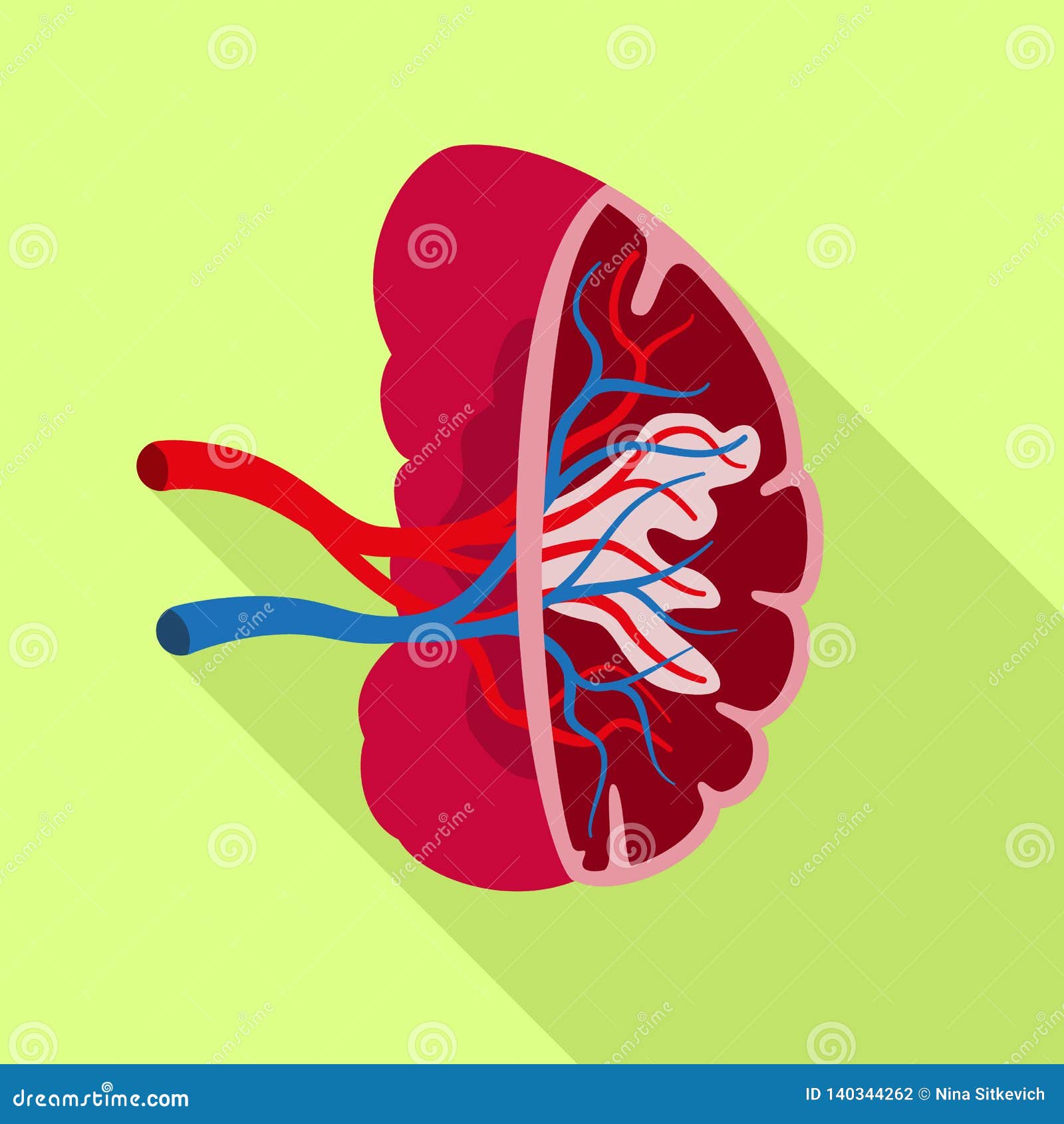 Healthy Spleen Icon, Flat Style Stock Vector - Illustration of icon ...