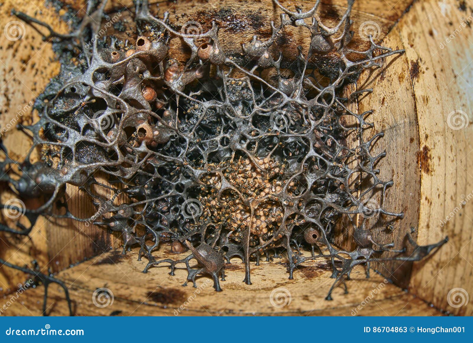 Healthy Stingless Bees Hive Stock Image - Image of worker, eggs: 86704863