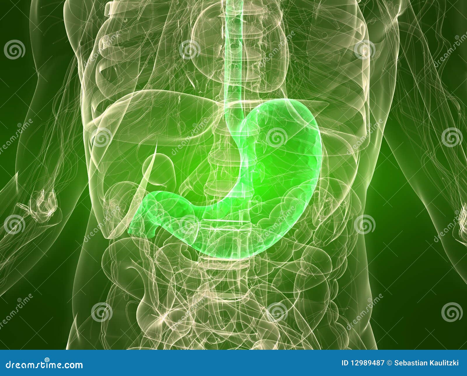 Healthy Stomach. Depicted With Stomach Outline And Love Symbol With ...