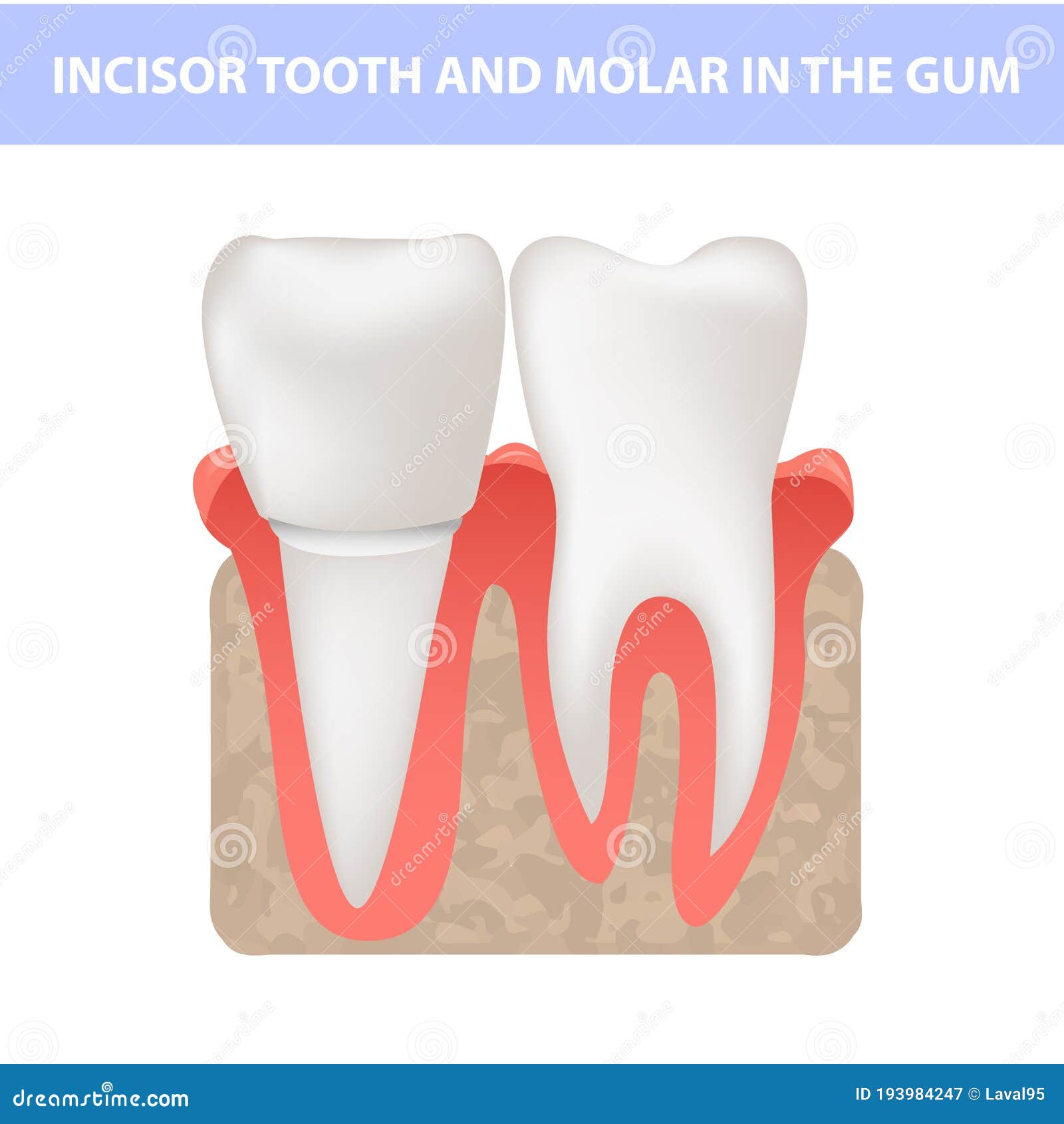 Healthy Teeth and Gum Cross Section, Incisor and Molar, Vector Stock ...
