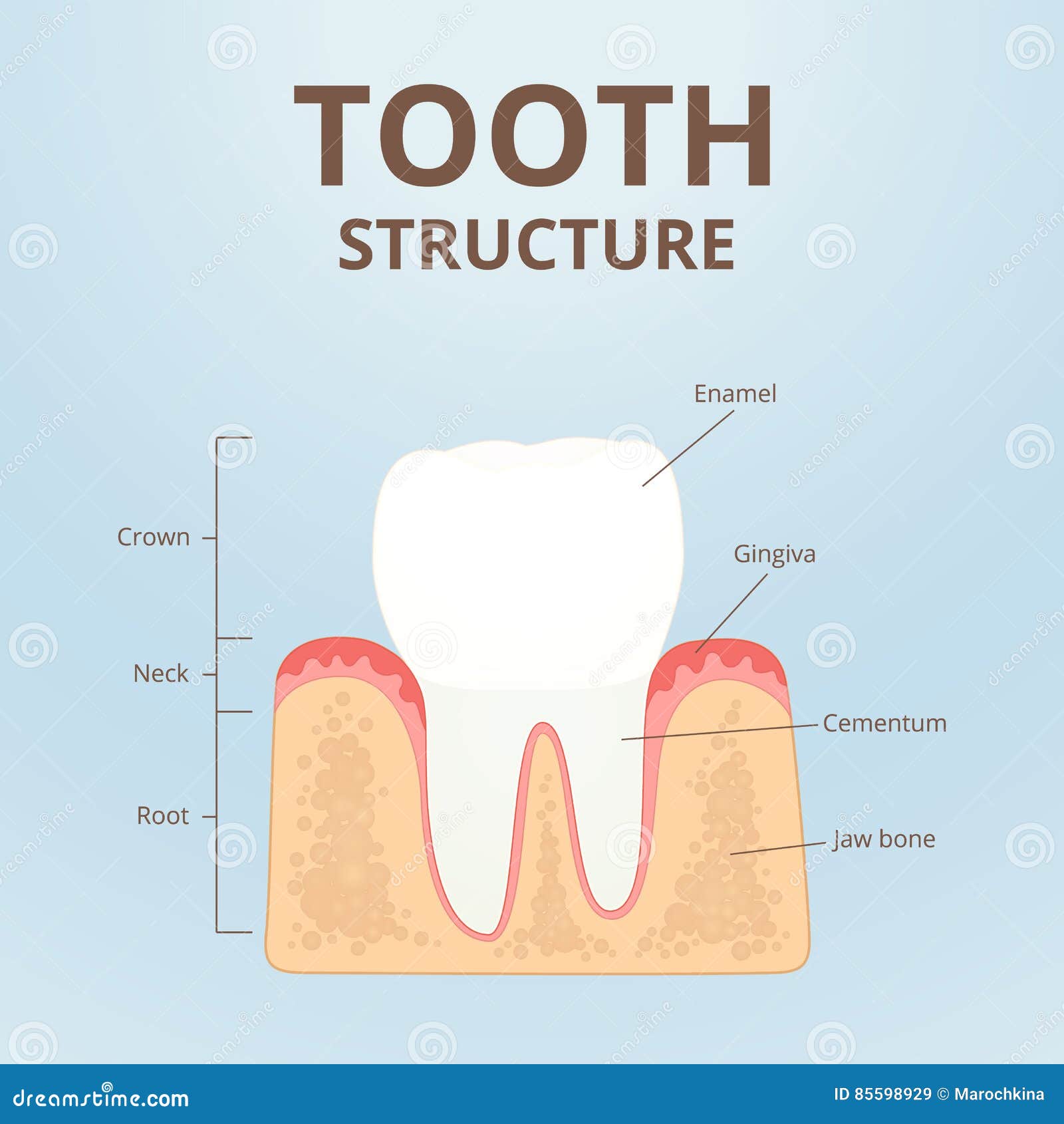 Healthy teeth scheme stock vector. Illustration of scheme - 85598929