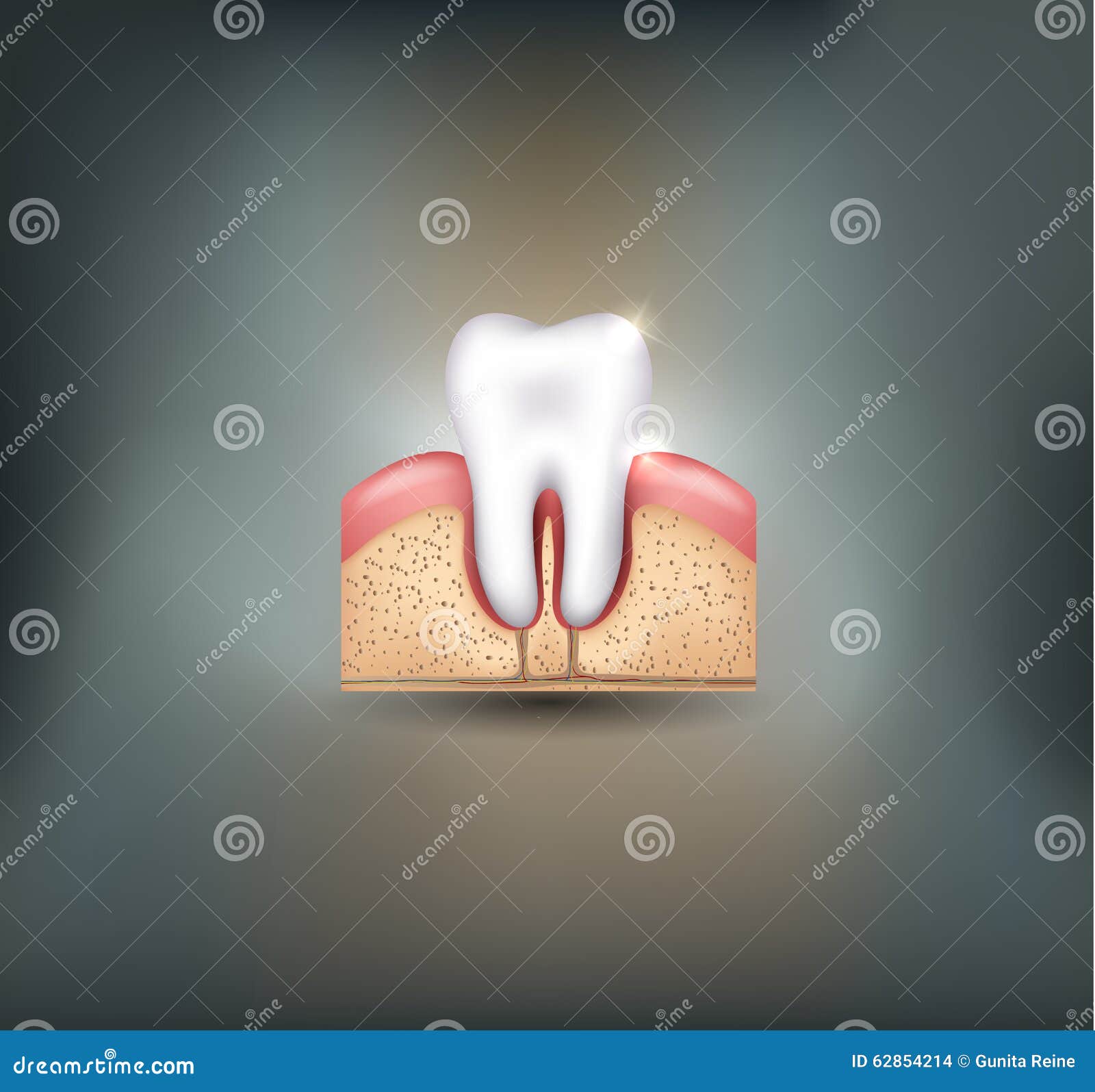 Tooth Gums Illustration Cartoon Vector | CartoonDealer.com #221380965