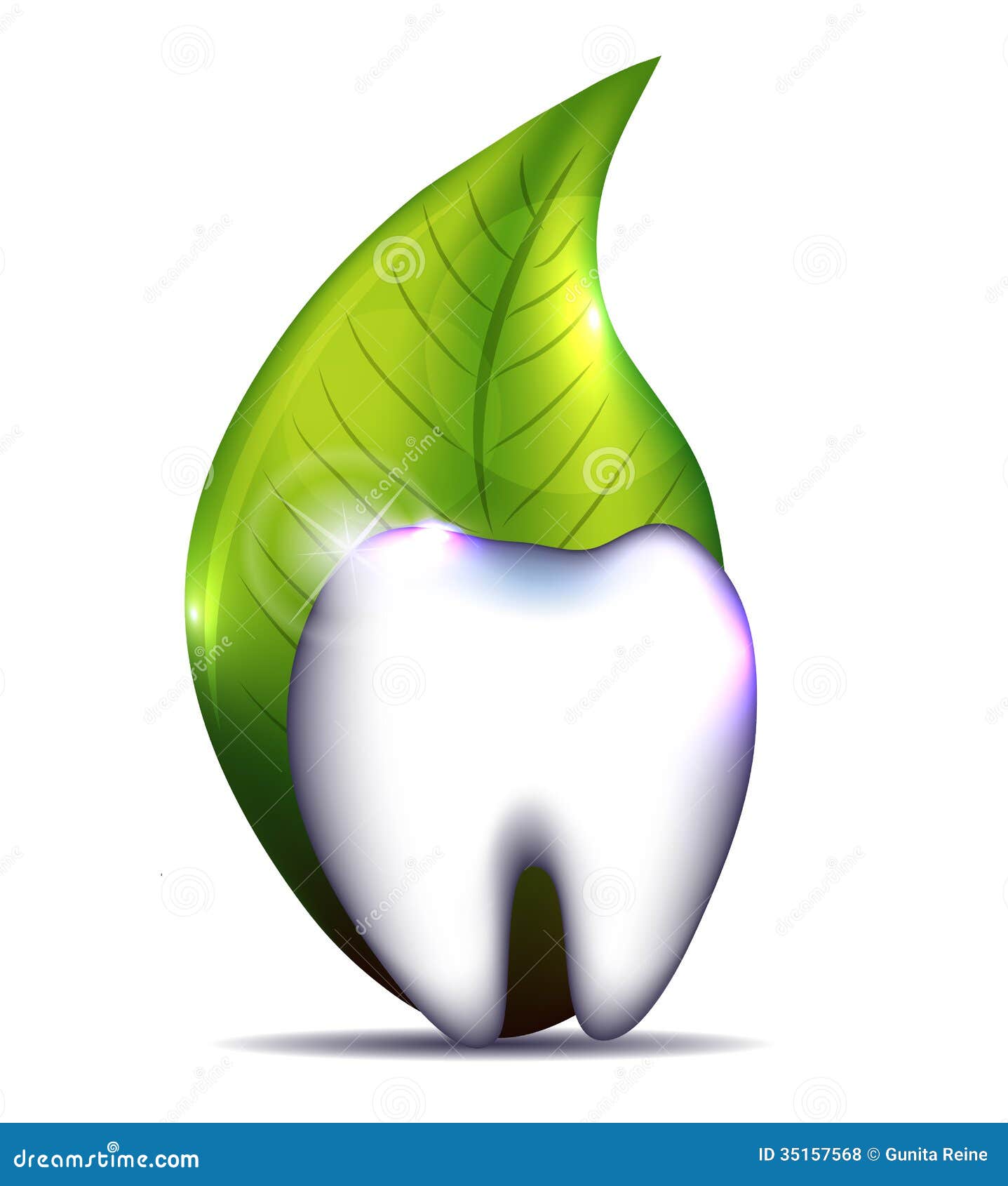 Healthy Tooth Diagram Isolated On White Background. Tooth Cross Section ...