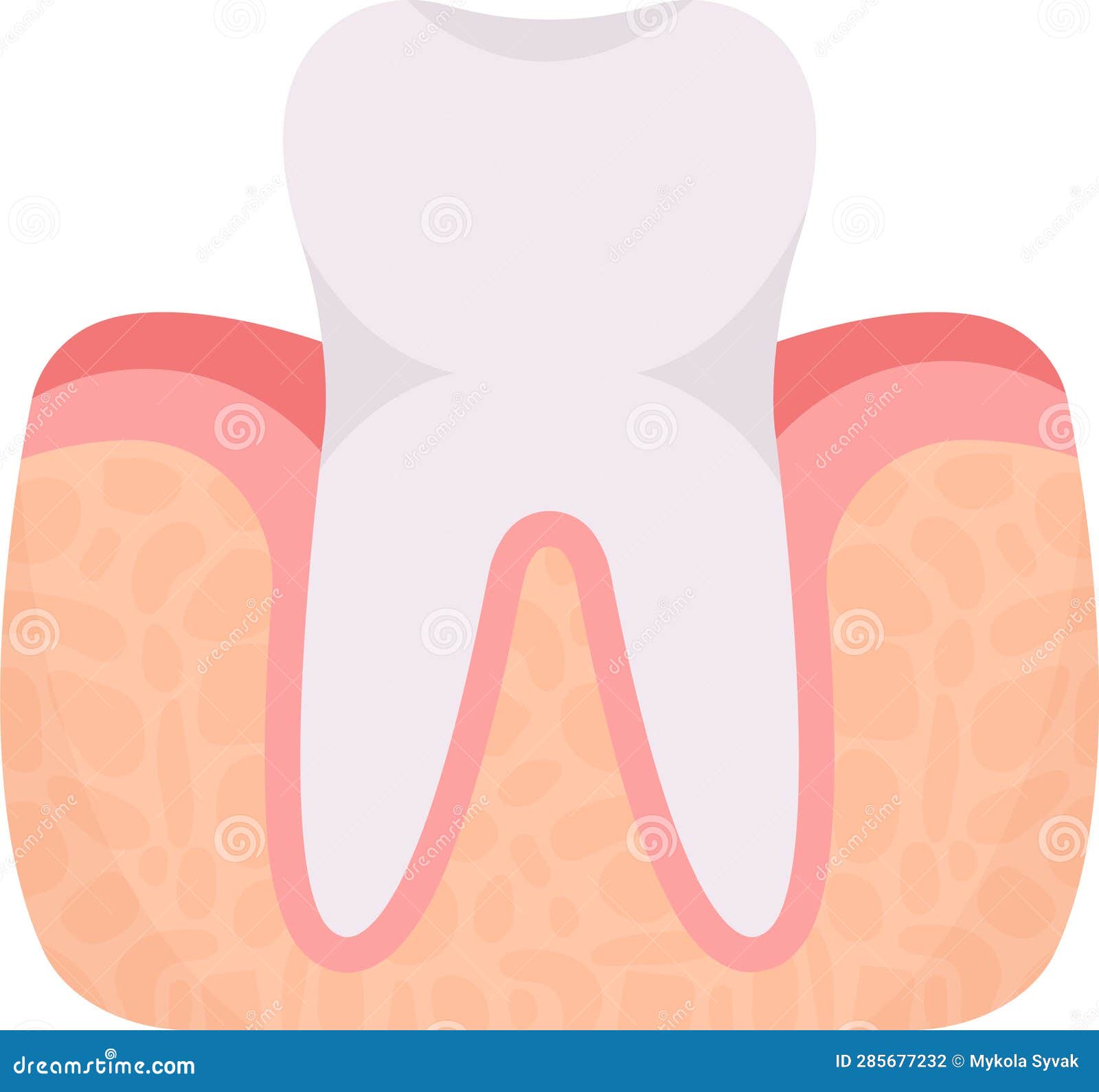 Healthy Tooth Organ stock vector. Illustration of dentist - 285677232