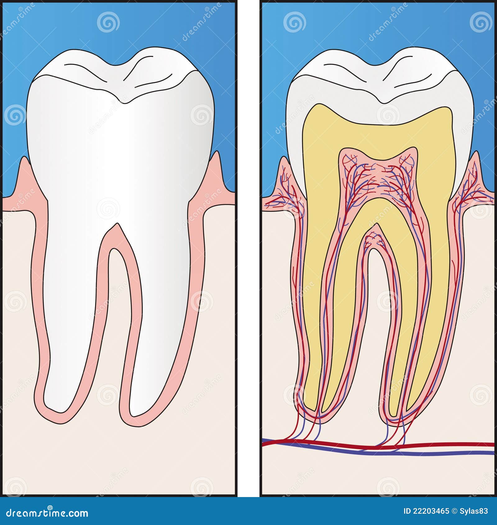Healthy Tooth and Section of Healthy Tooth Stock Vector - Illustration ...