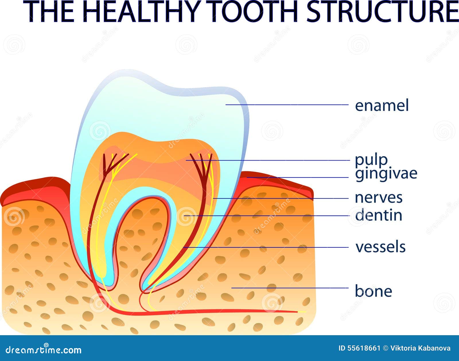 The HEALTHY TOOTH STRUCTURE Stock Vector - Illustration of healthy ...