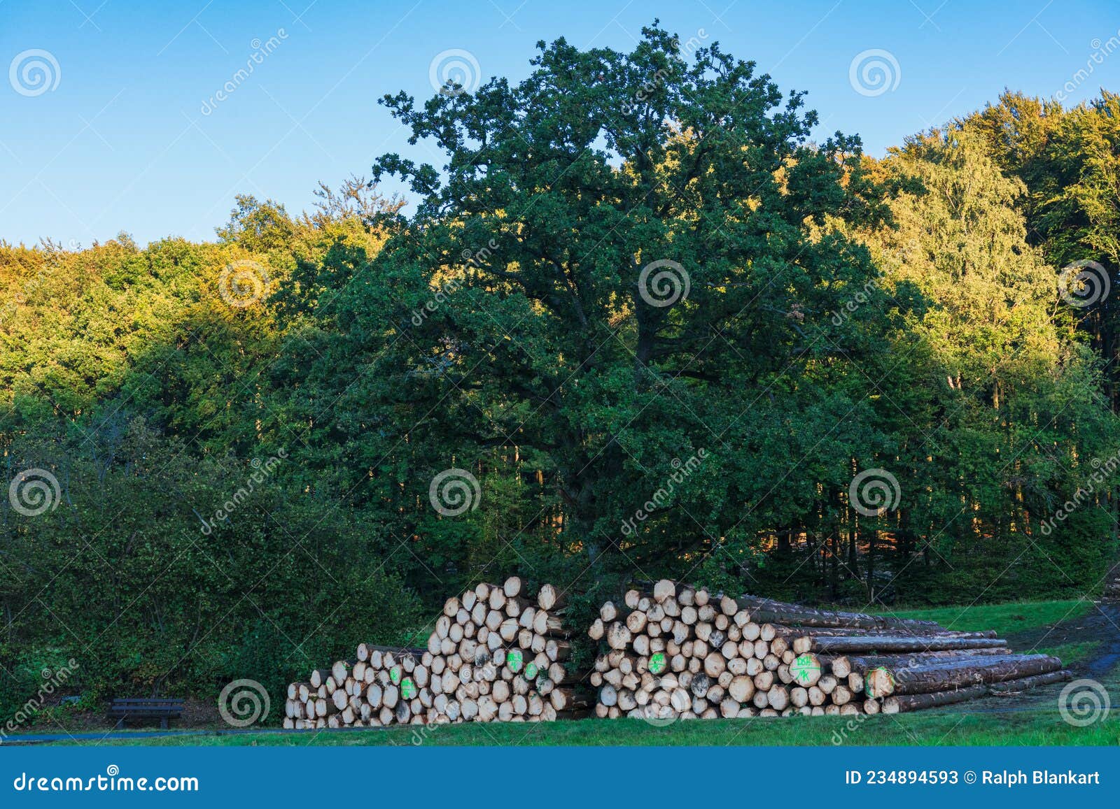 Healthy Tree Framed by Felled Logs. Stock Image - Image of timber ...