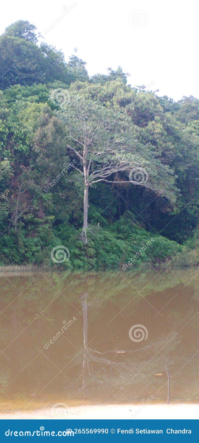 Healthy Tree beside the River in Trolical Forest Stock Photo - Image of ...