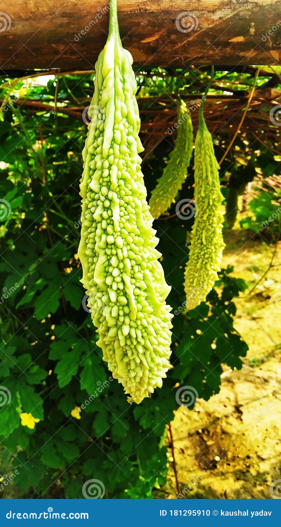 Healthy Vegetable Bitter Melon Stock Photo - Image of evergreen ...
