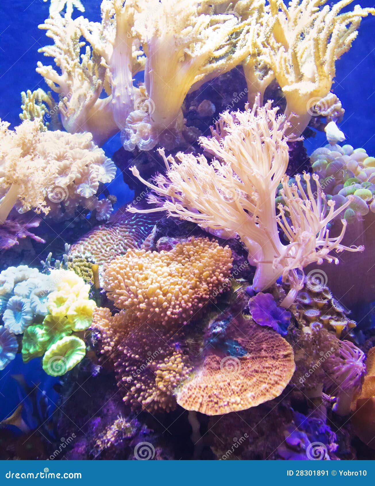 Healthy and Vibrant Coral Reef Stock Image - Image of reef, dive: 28301891