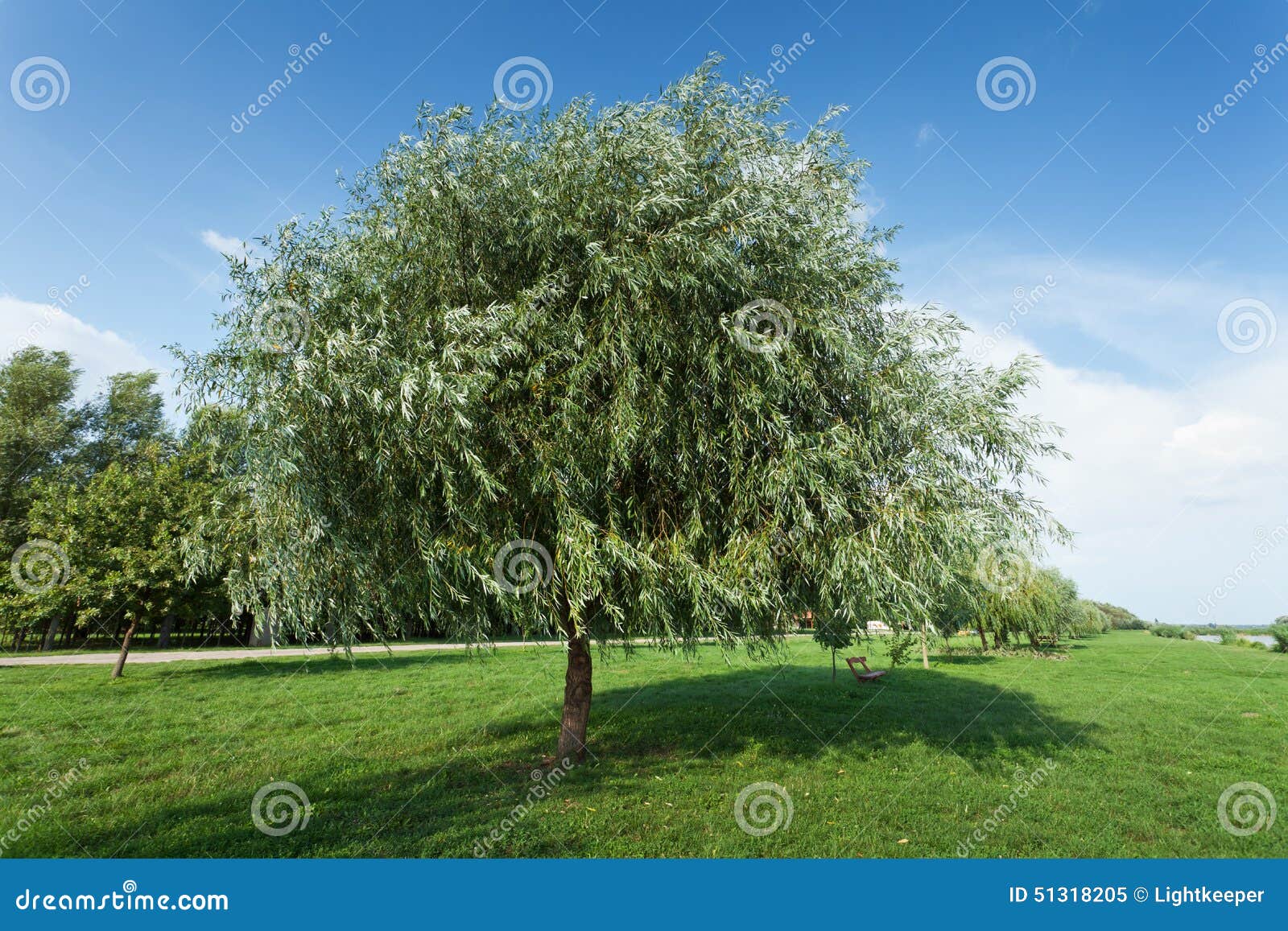 Healthy Vigorous Tree in the Park Stock Image - Image of outdoors ...