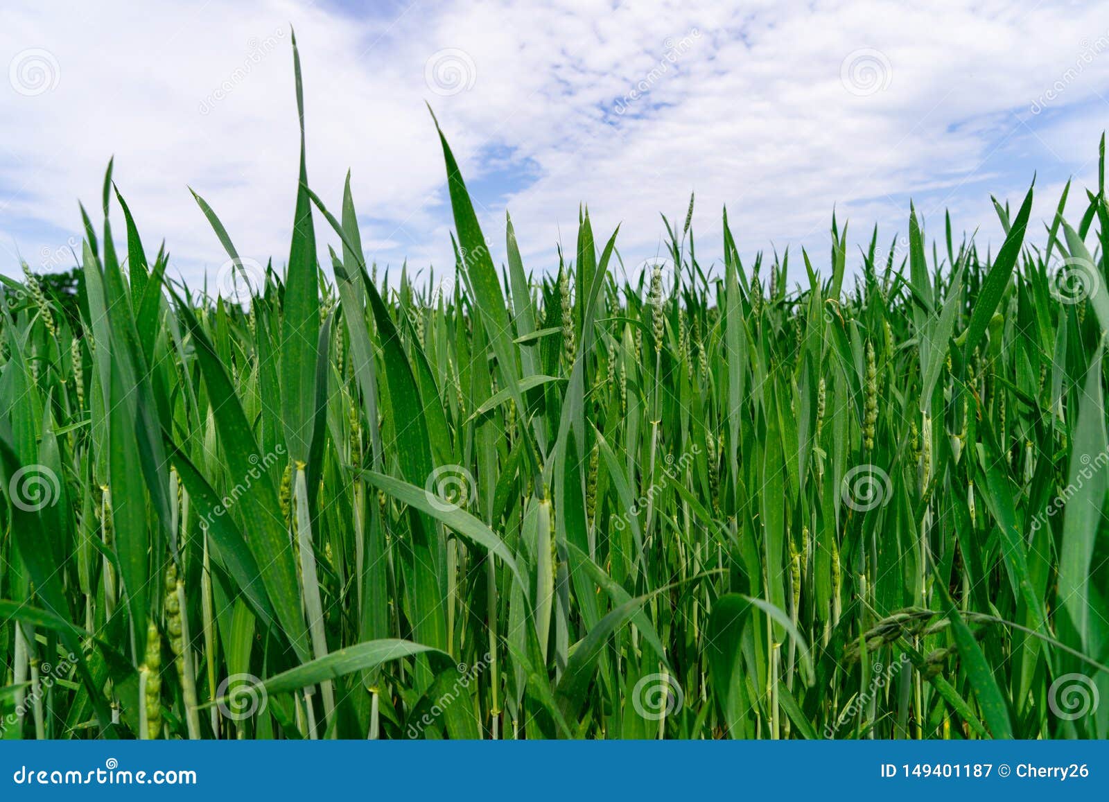 A Healthy Wheat Crop Growing in Spring Stock Image - Image of ...