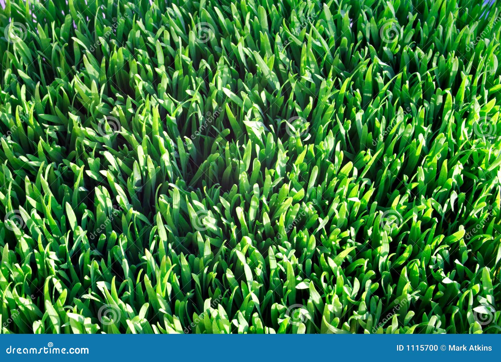 337 Grass Weeds Top View Stock Photos - Free & Royalty-Free Stock ...