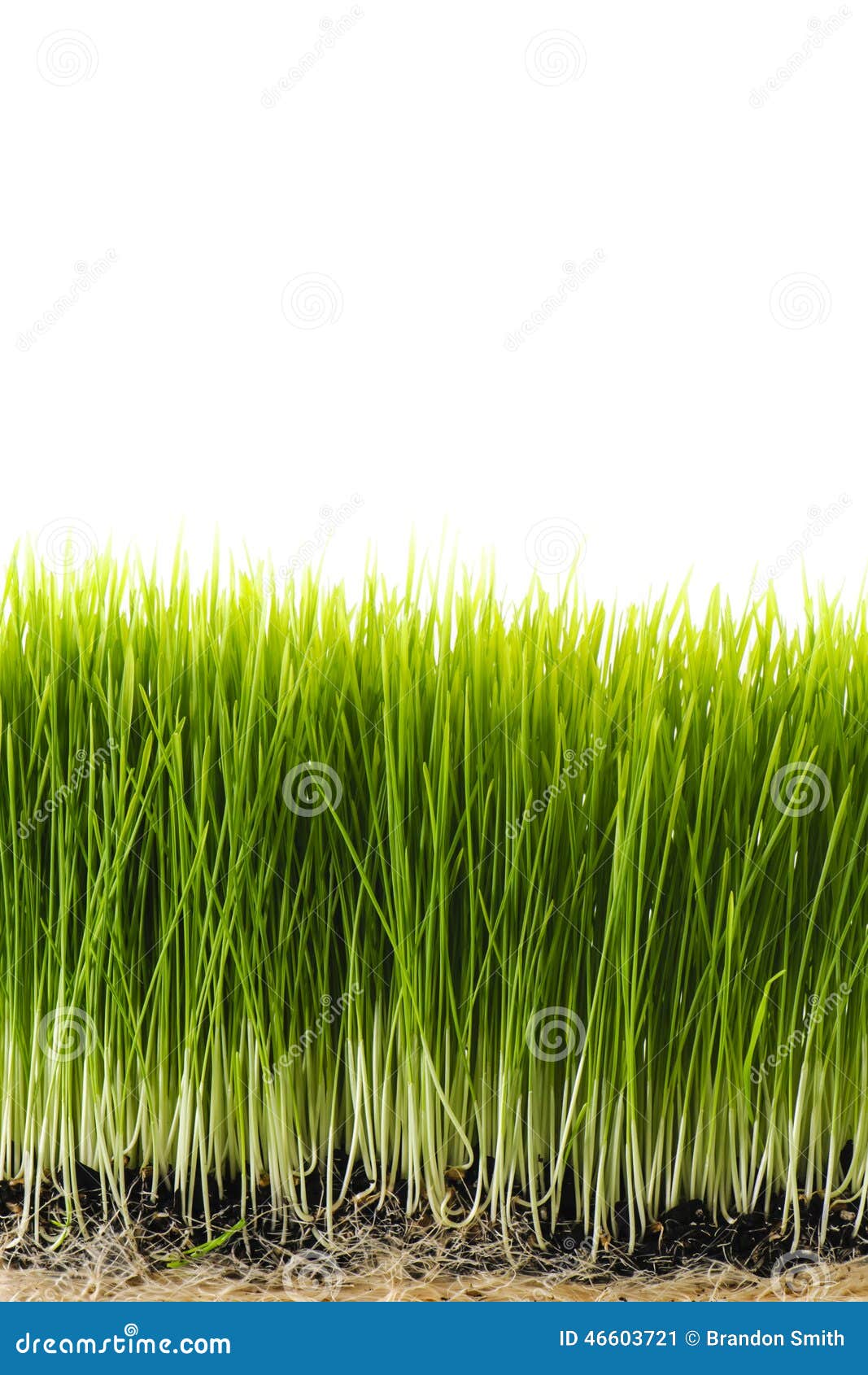 Healthy Wheatgrass stock image. Image of isolated, agriculture - 46603721