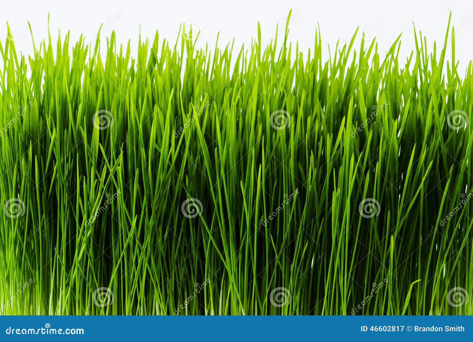 Healthy Wheatgrass stock image. Image of agriculture - 46602817