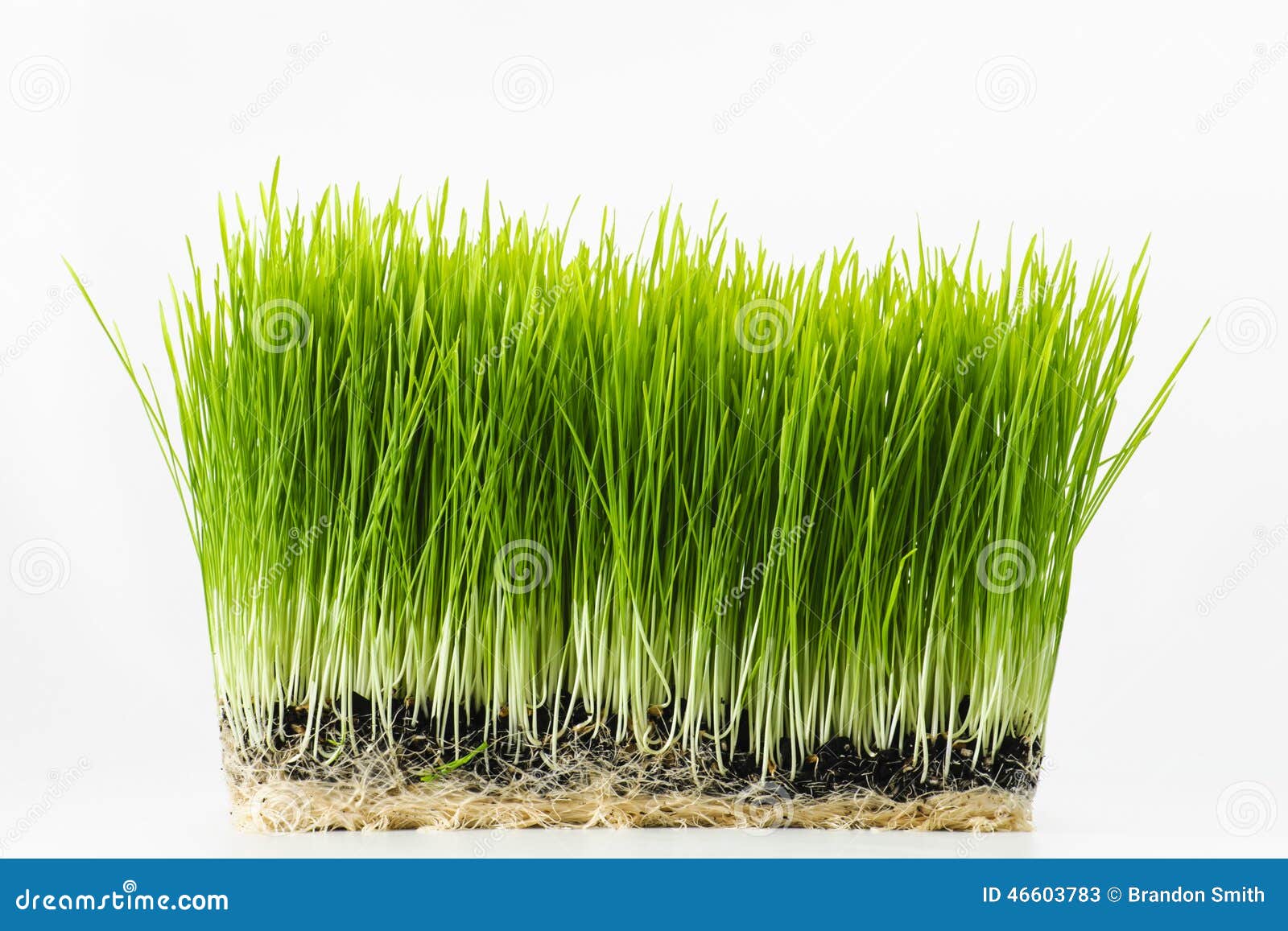 Healthy Wheatgrass stock image. Image of grown, detoxification - 46603783