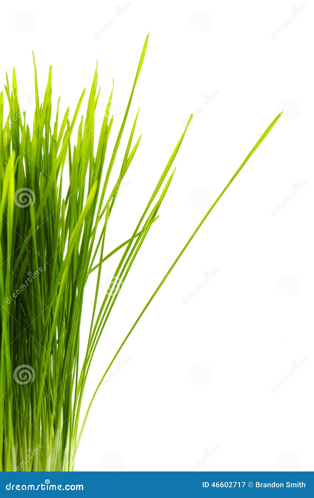 Healthy Wheatgrass stock image. Image of diet, bright - 46602717