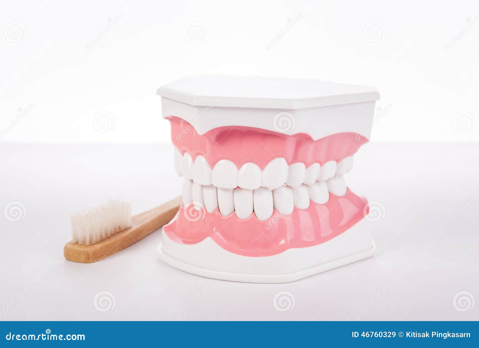 Healthy White Human Teeth Anatomical Model. Dentistry Stock Image ...