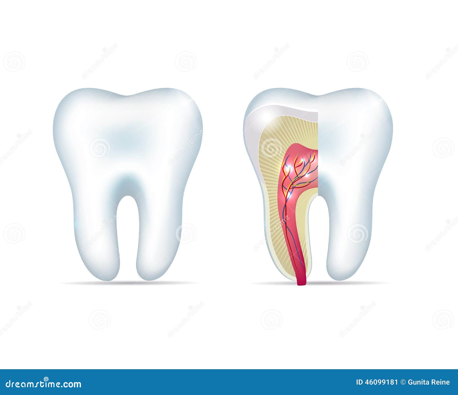 Healthy White Tooth, Gums And Bone Illustration, Detailed Anatomy ...