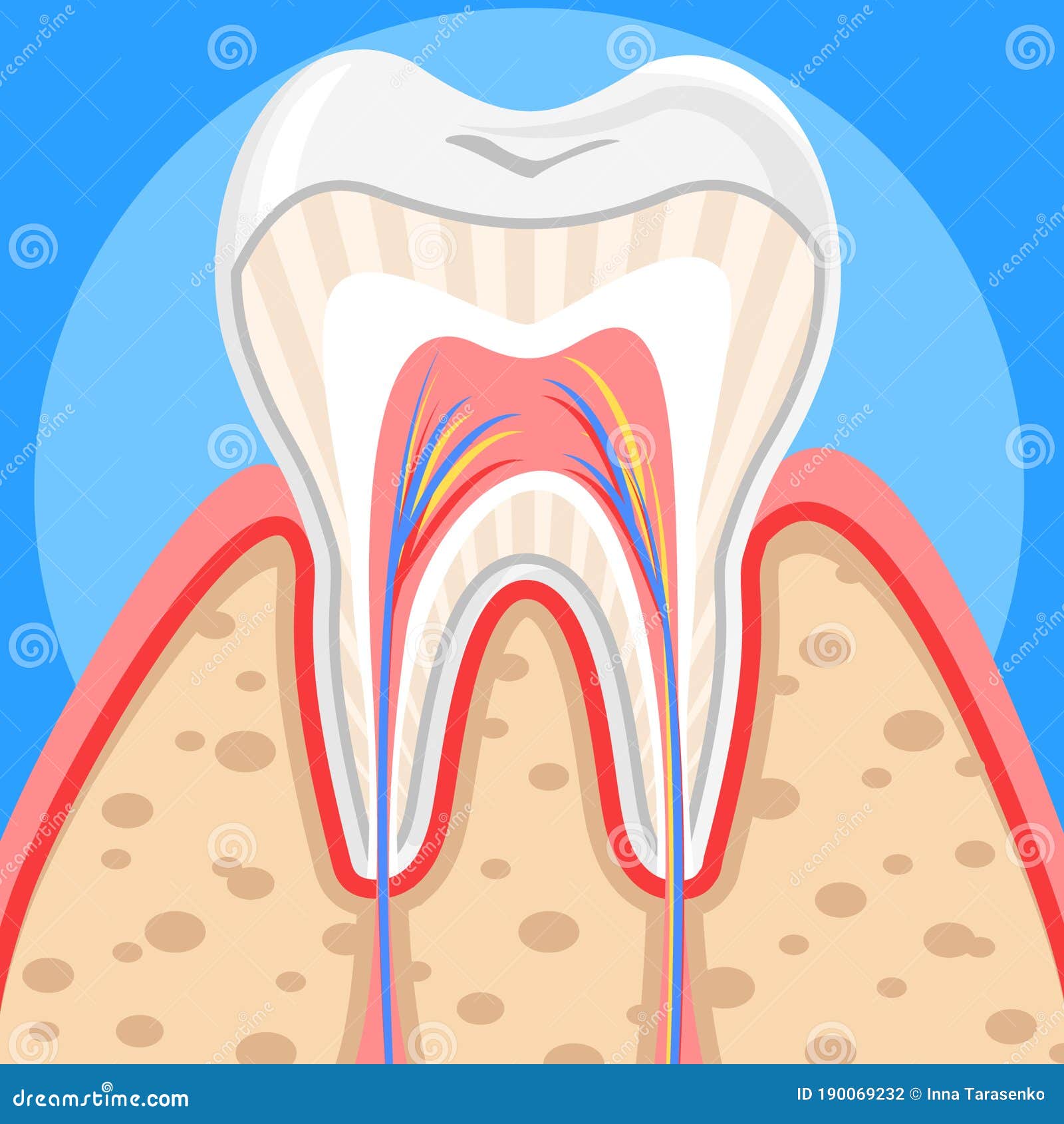 Healthy White Tooth in a Section, Anatomy Stock Vector - Illustration ...