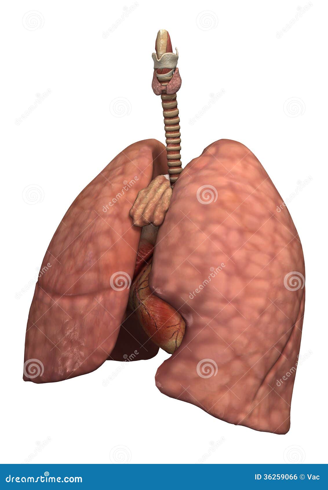 Healthy Women s Lungs stock illustration. Illustration of concept ...