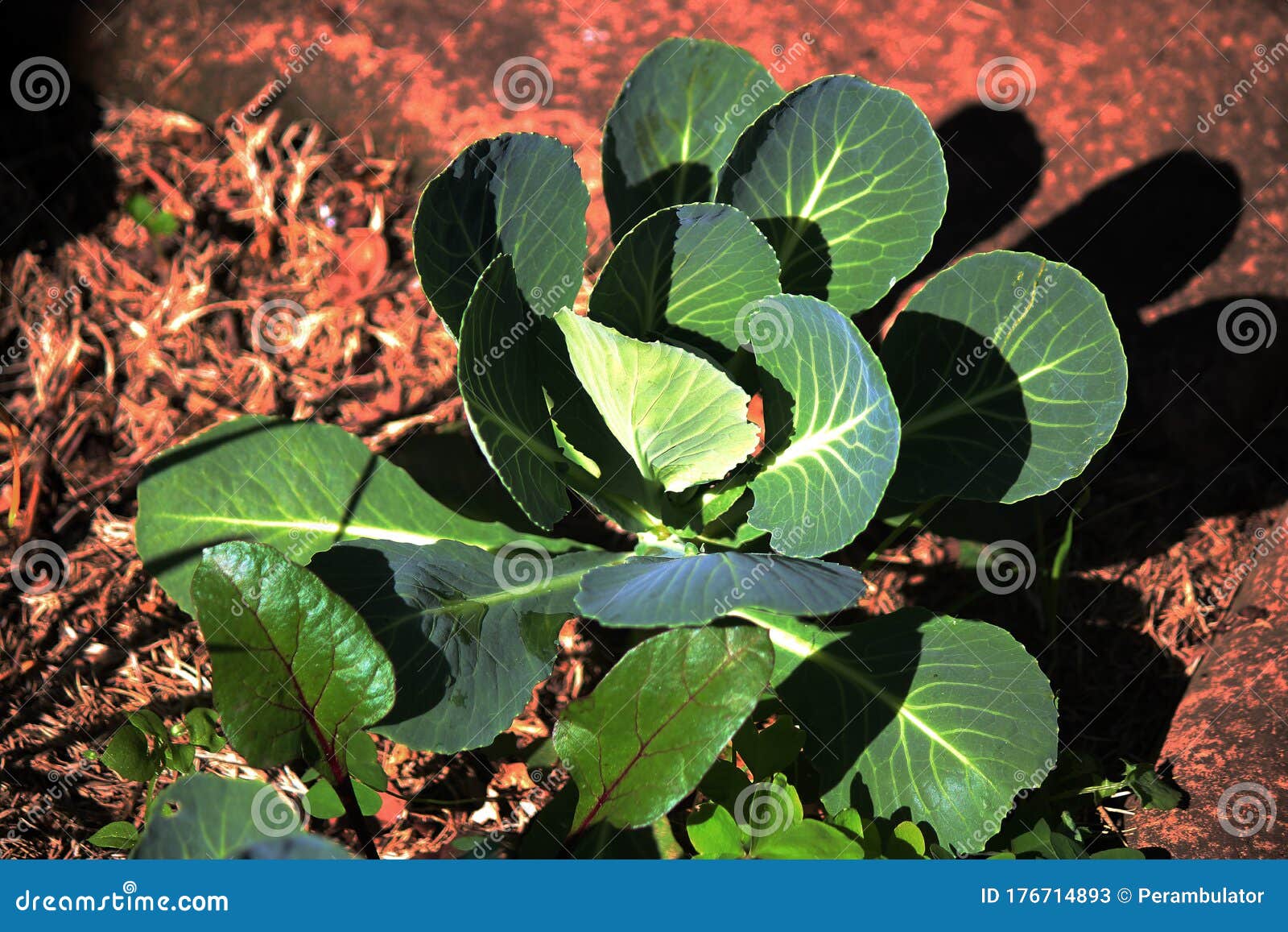 HEALTHY YOUNG DEVELOPING CABBAGE PLANT Stock Image - Image of cupped ...