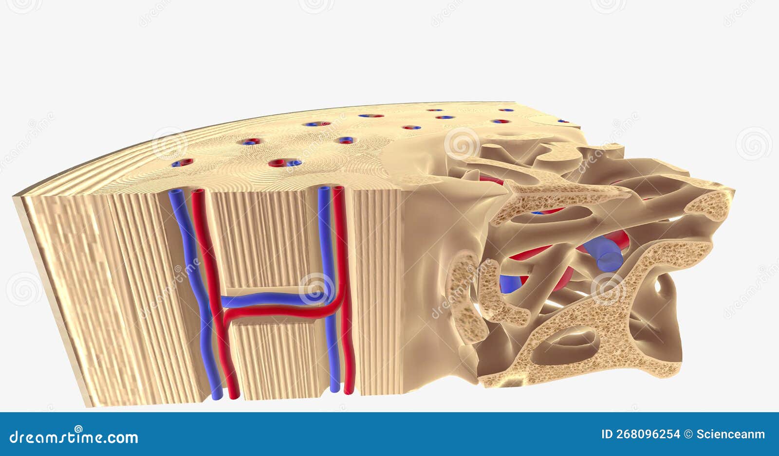 The Healty Bone Cross Section Stock Illustration - Illustration of bone ...