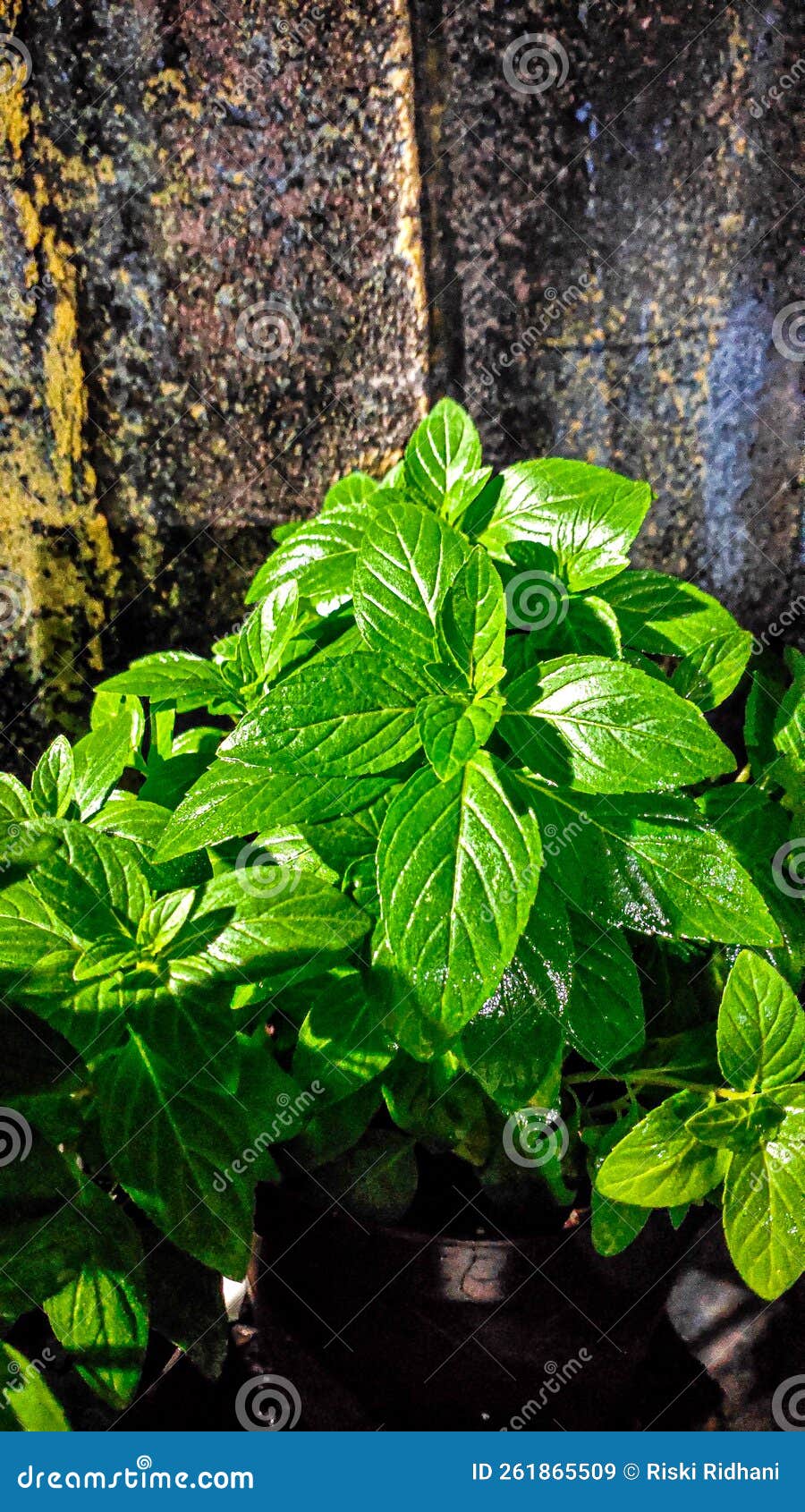 Healthy Fresh Herbal Mint Plant Stock Image - Image of herbal, mint ...