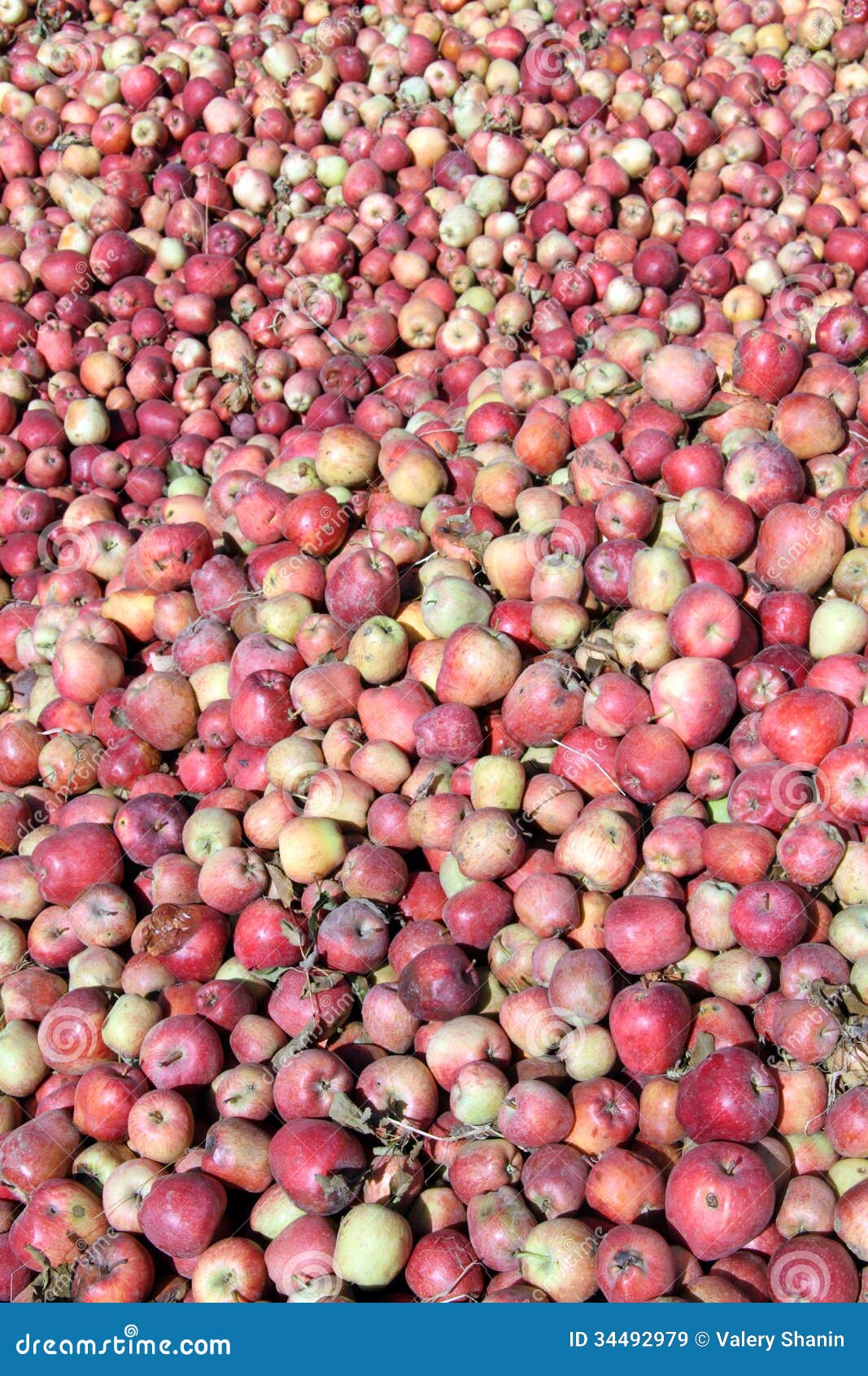 Heap of apples stock image. Image of harvest, apple, ground - 34492979