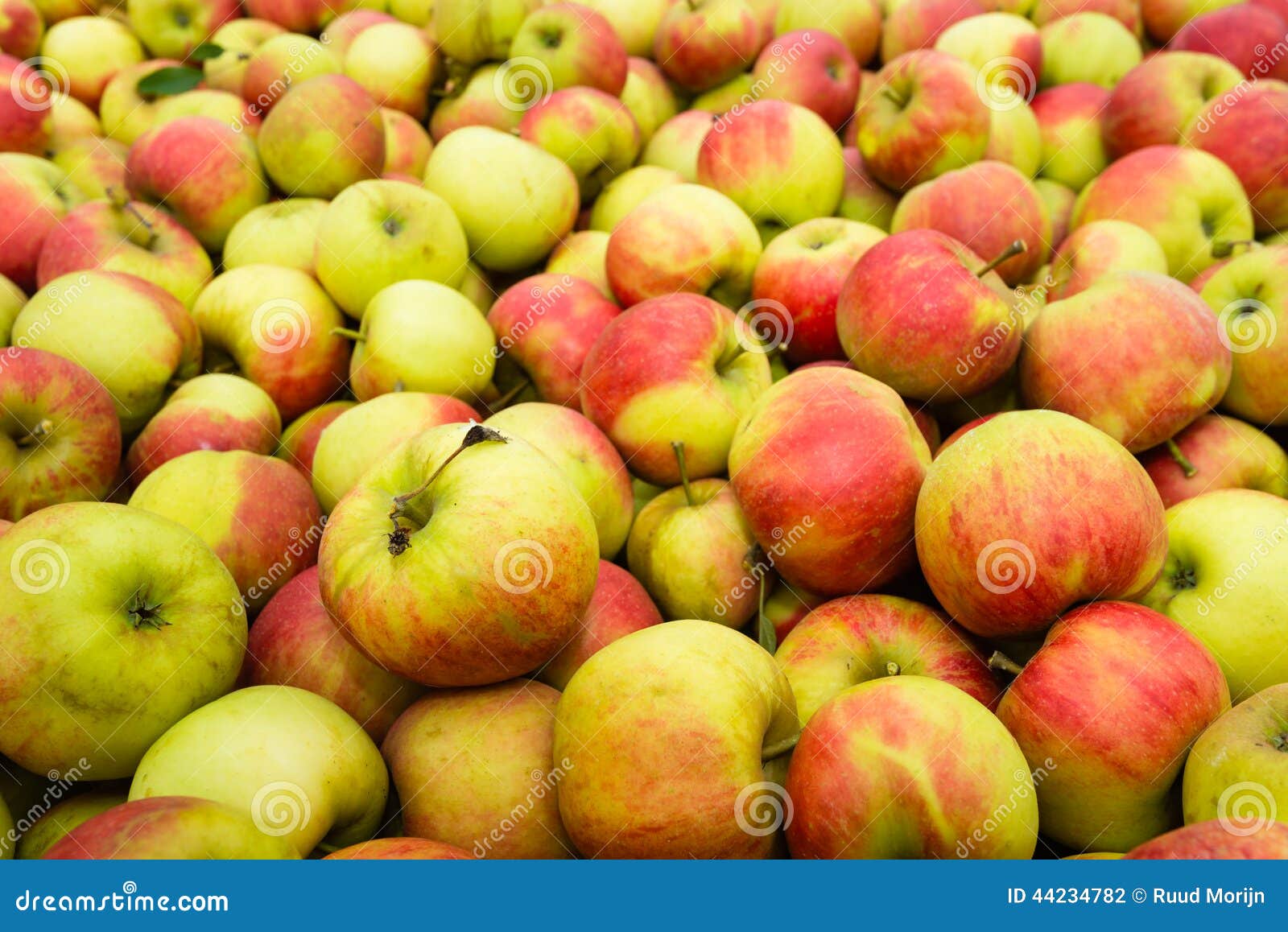 Heap of apples from close stock photo. Image of autumn - 44234782
