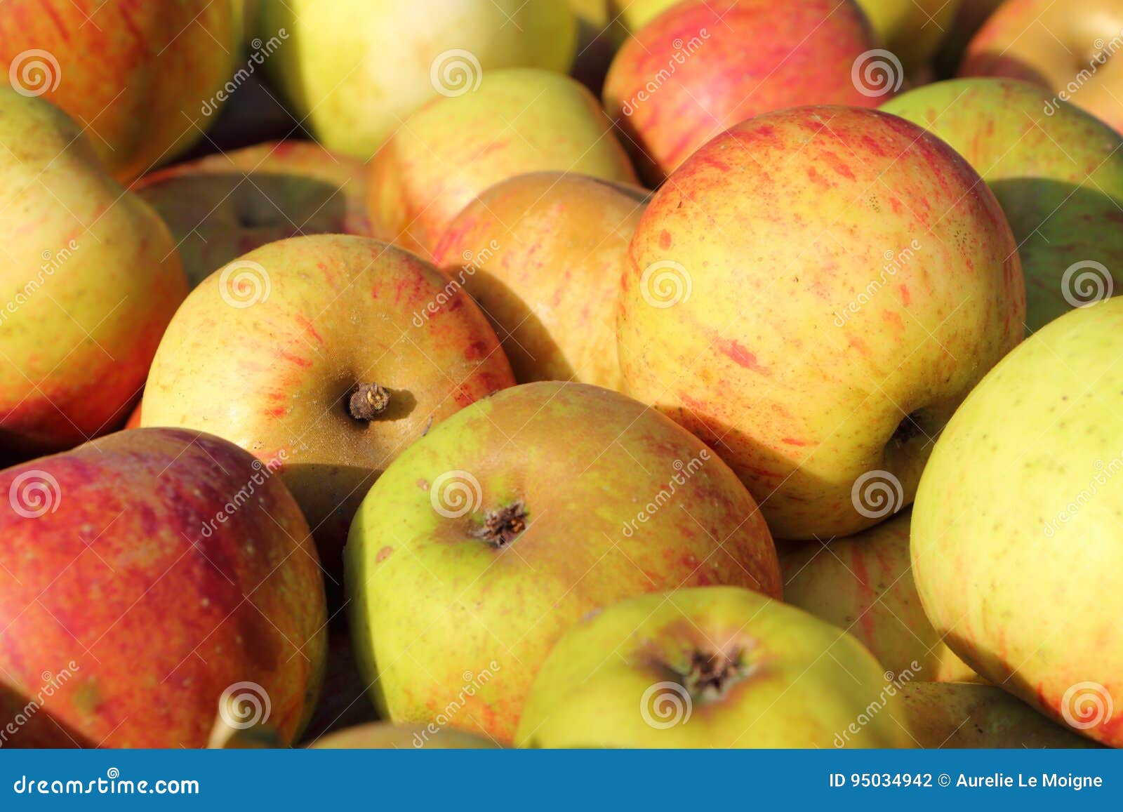 Heap of apples stock photo. Image of wood, agriculture - 95034942