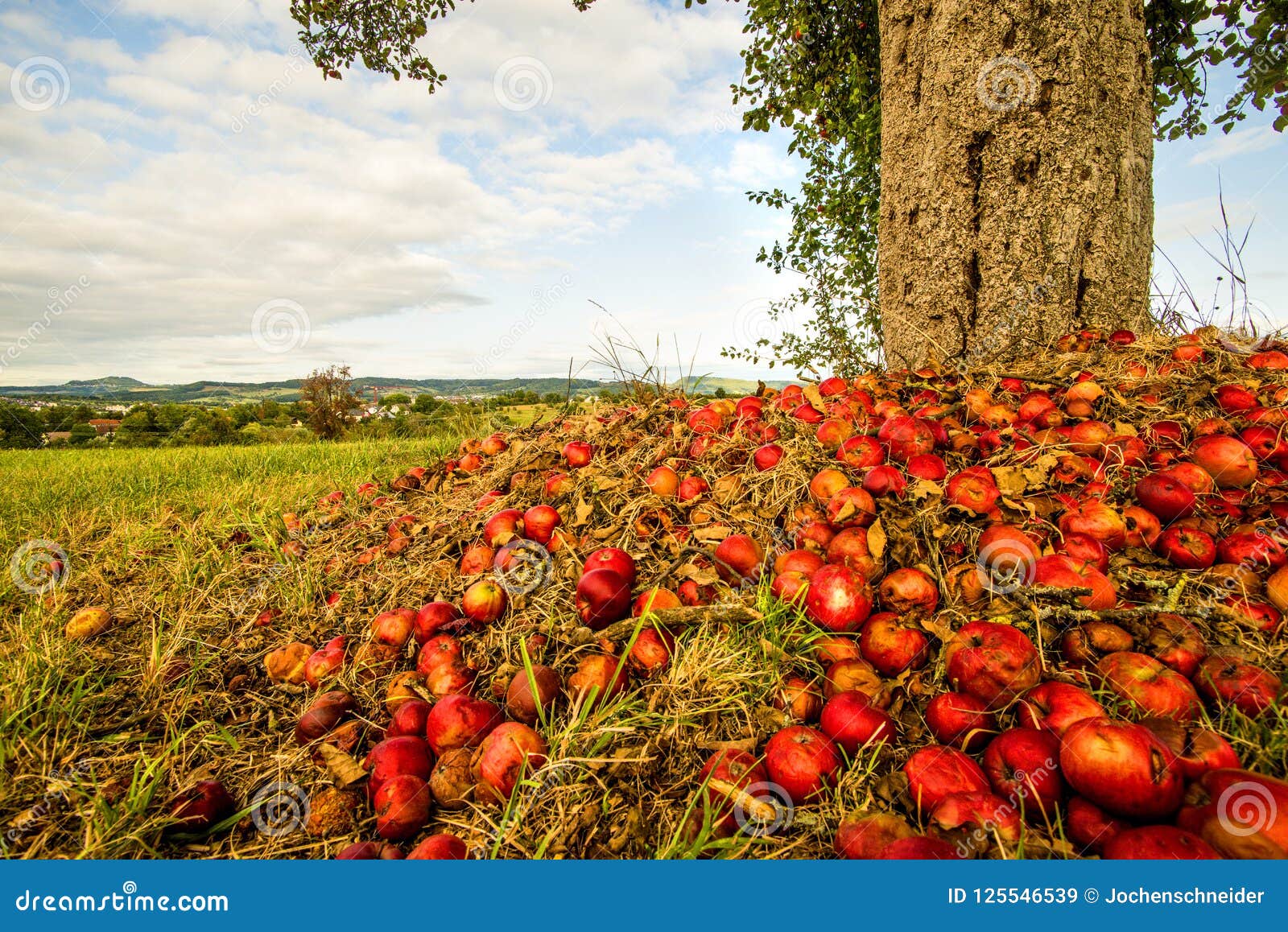 Heap of Apples at a Tree Trunk Stock Image - Image of ripe, green ...