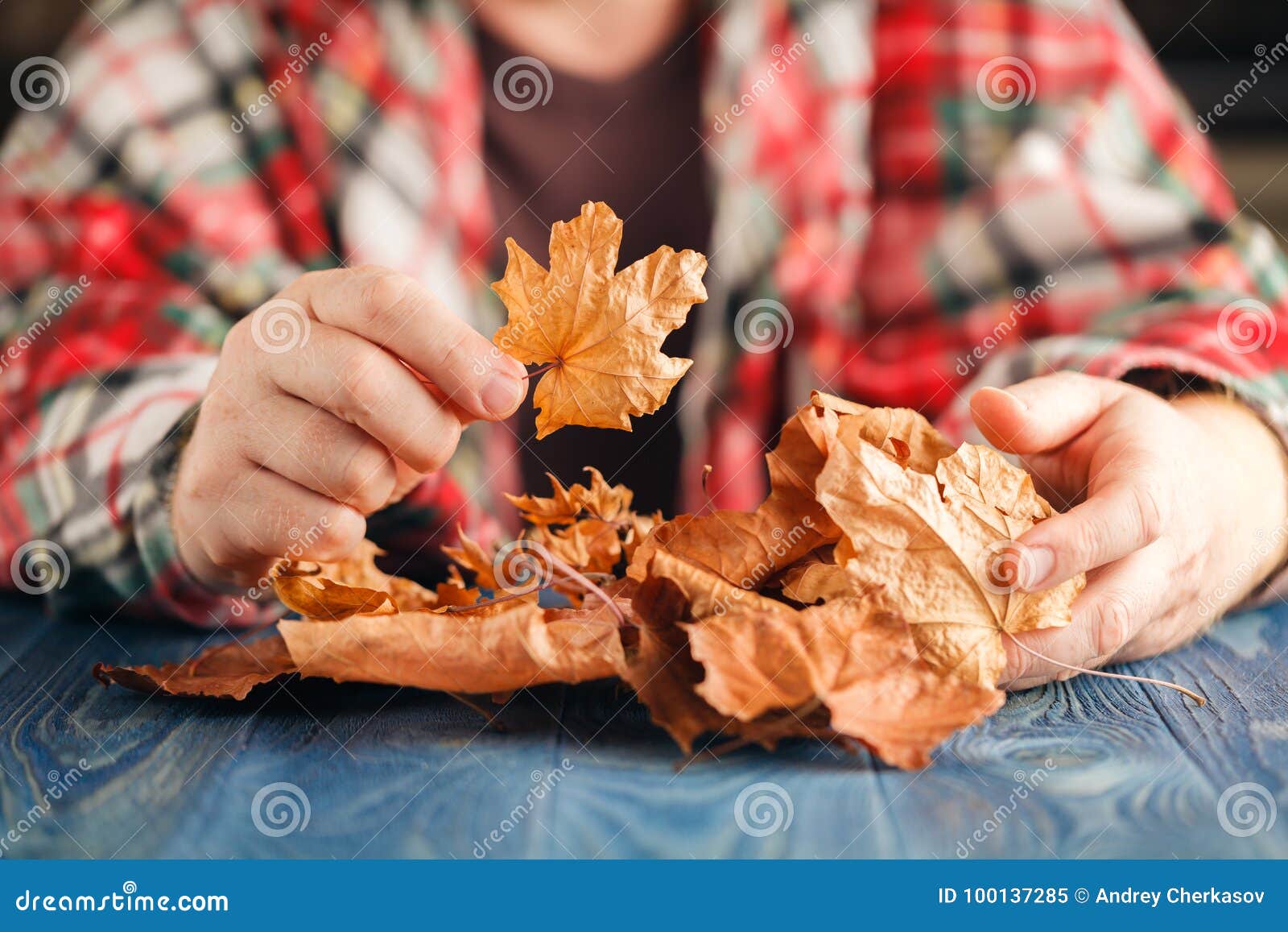 Heap of Autumn Leaf in Hands Stock Image - Image of maple, denzel ...
