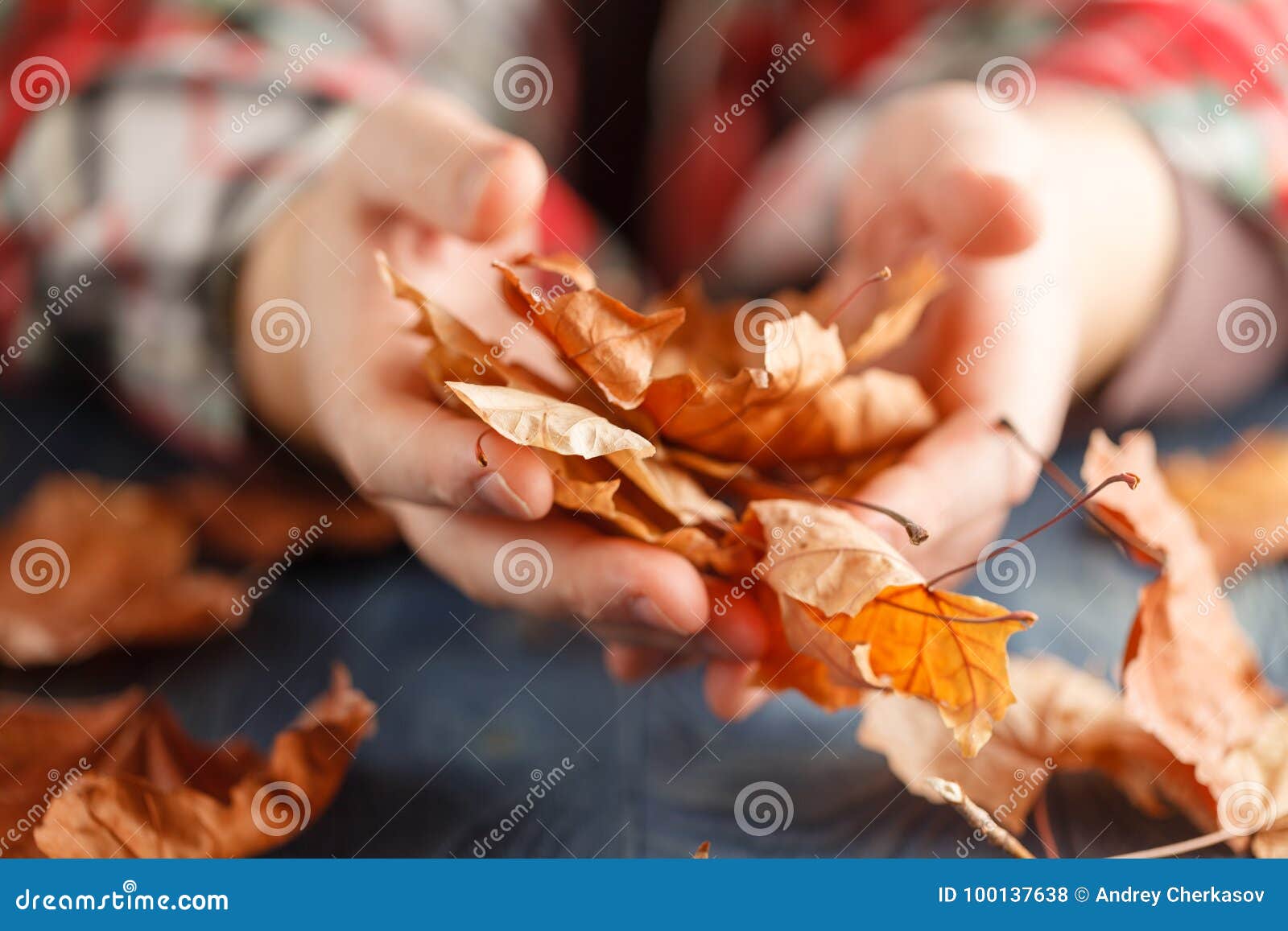 Heap of Autumn Leaf in Hands Stock Photo - Image of kindness, bright ...