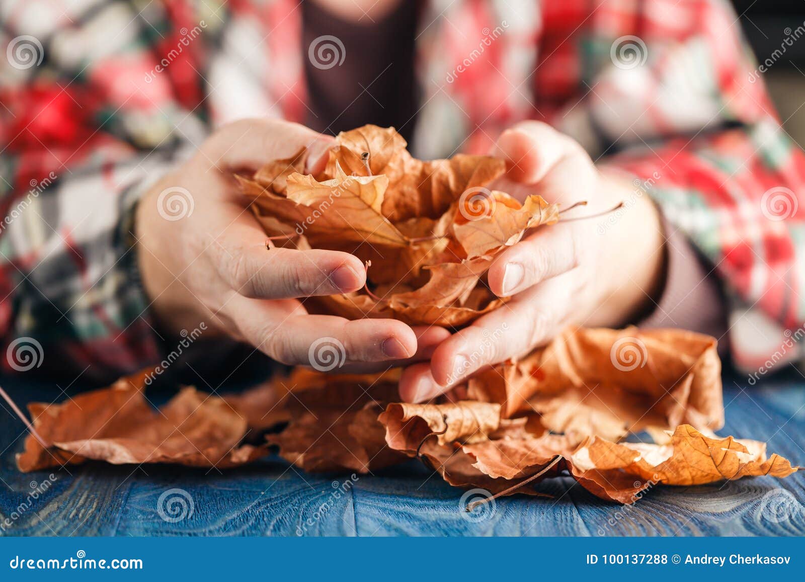 Heap of Autumn Leaf in Hands Stock Photo - Image of foliage, light ...
