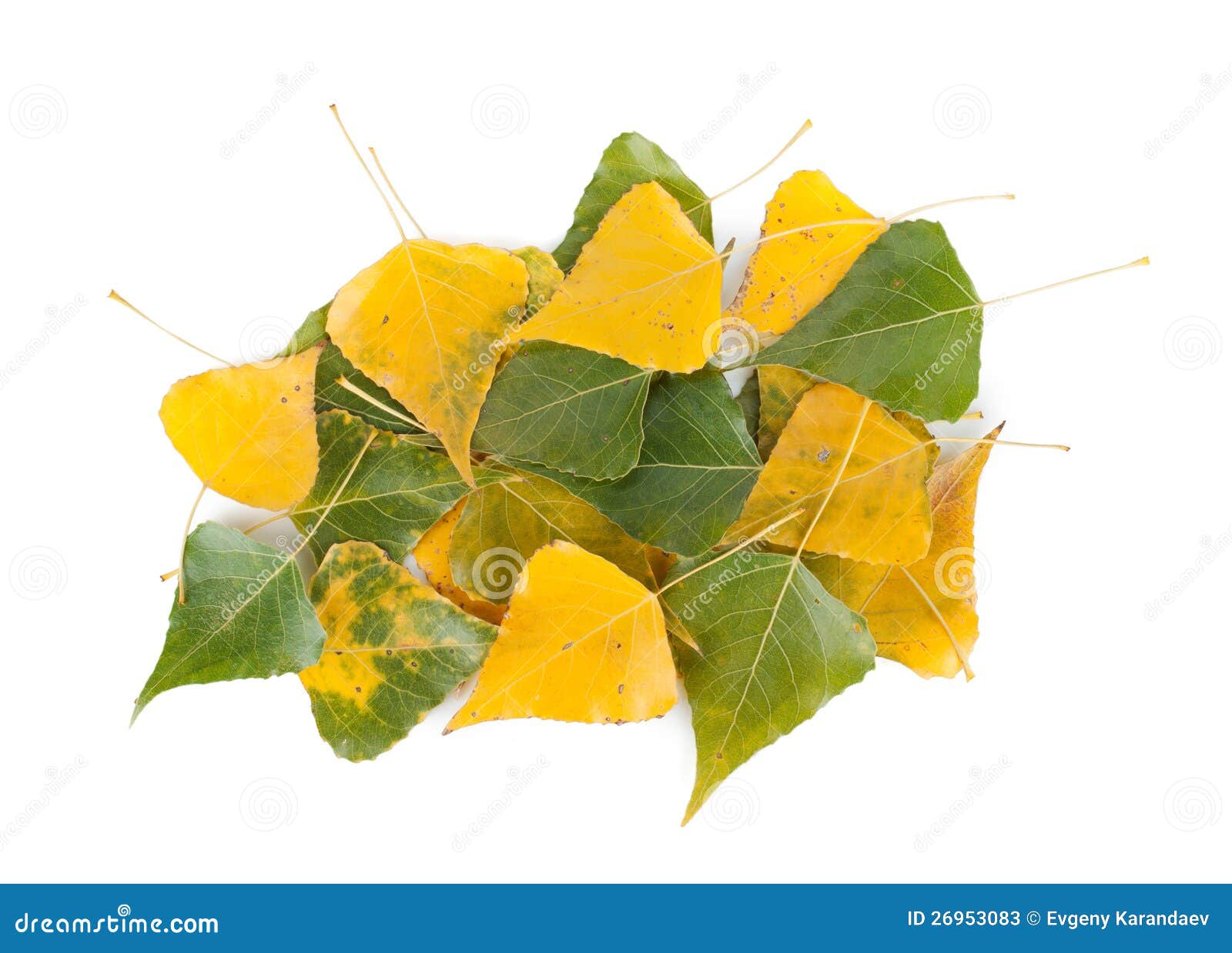 Heap of autumn leaves stock image. Image of autumn, fall - 26953083